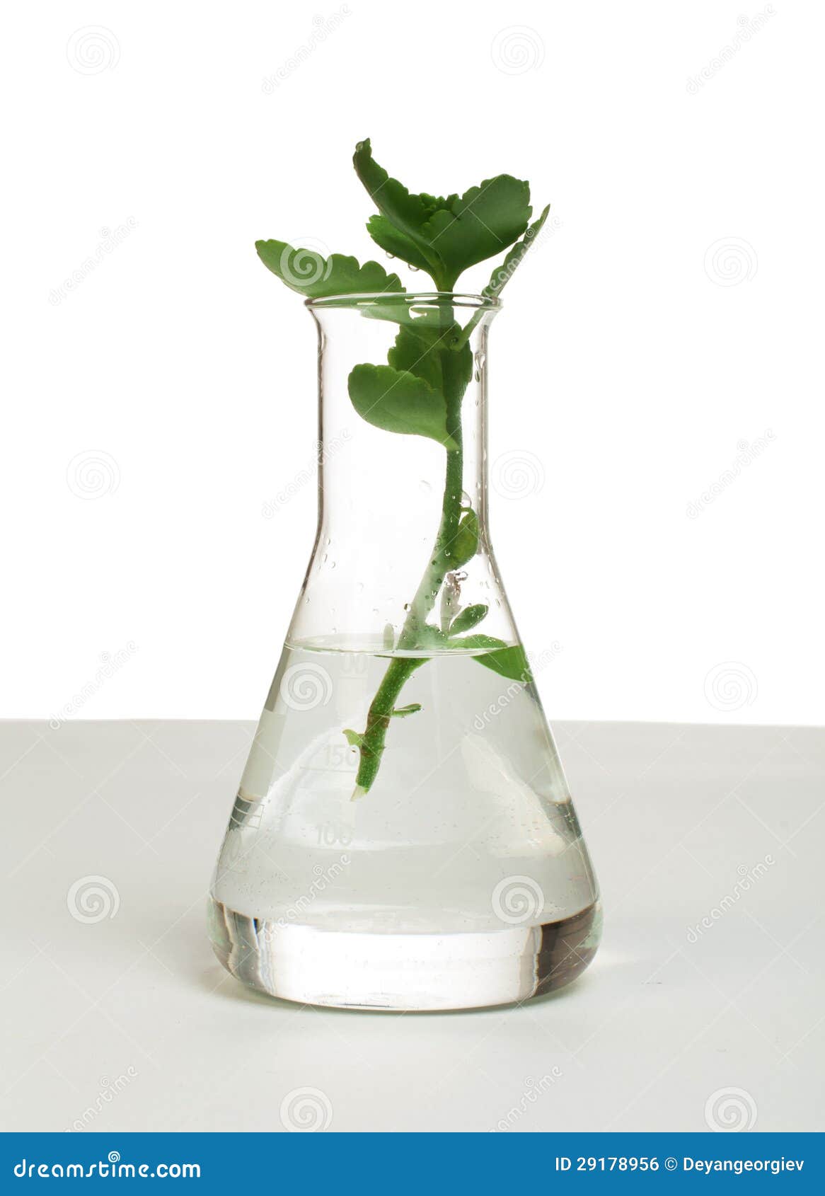 Green Plants in Laboratory Equipment Stock Photo - Image of chemistry ...