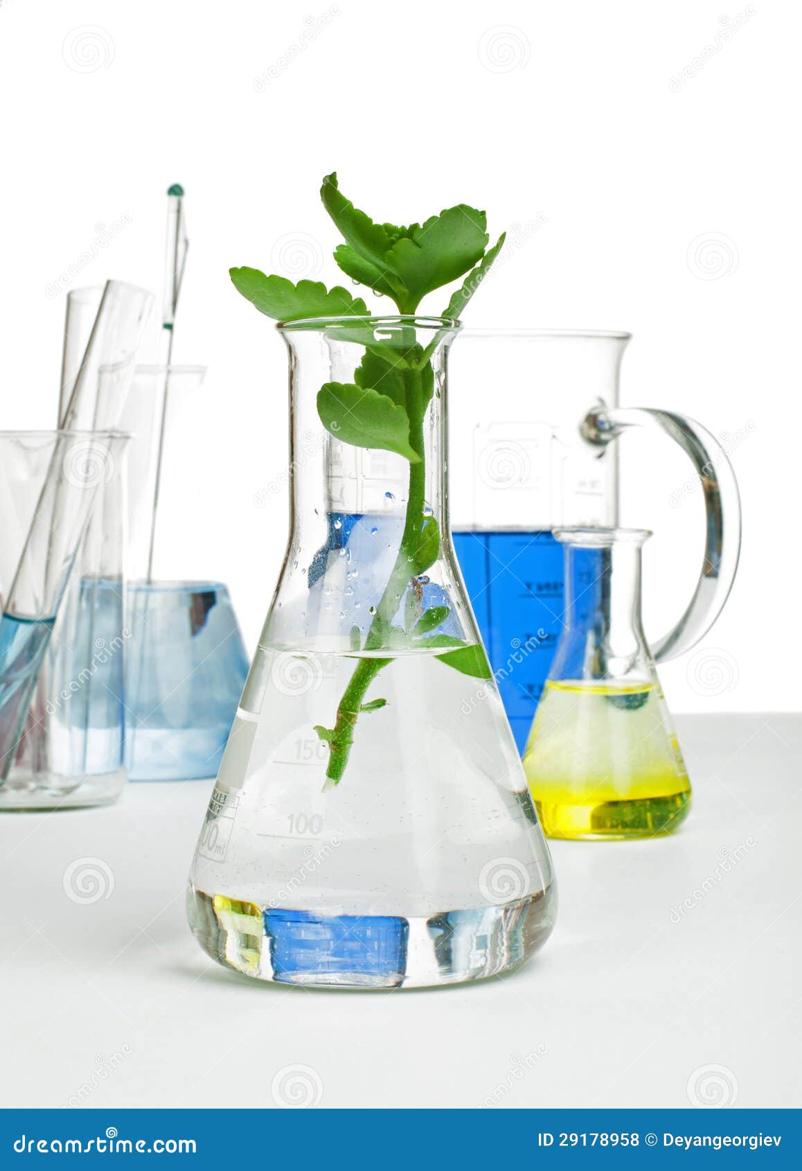 Green Plants in Laboratory Equipment Stock Photo - Image of grass ...