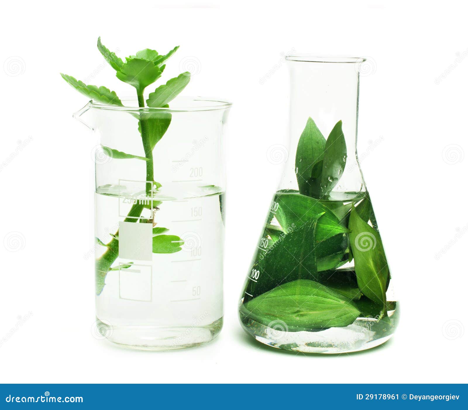 Green Plants in Laboratory Equipment Stock Image - Image of growth ...