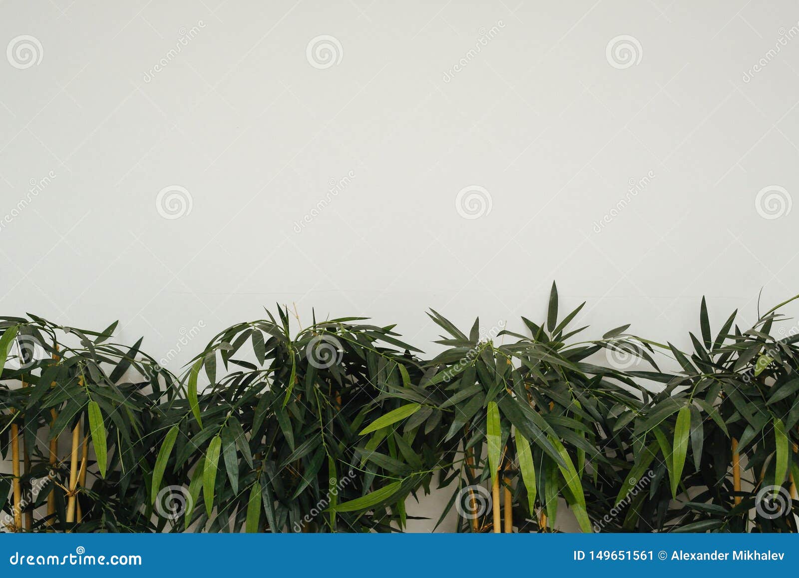 The Green Plants on a Light Background Stock Image - Image of beautiful ...