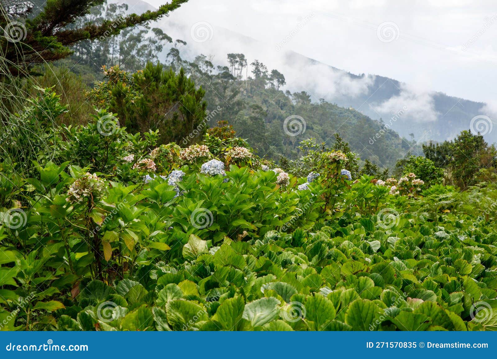 Green Plants of Madeira Island Nature. Stock Image - Image of plants ...