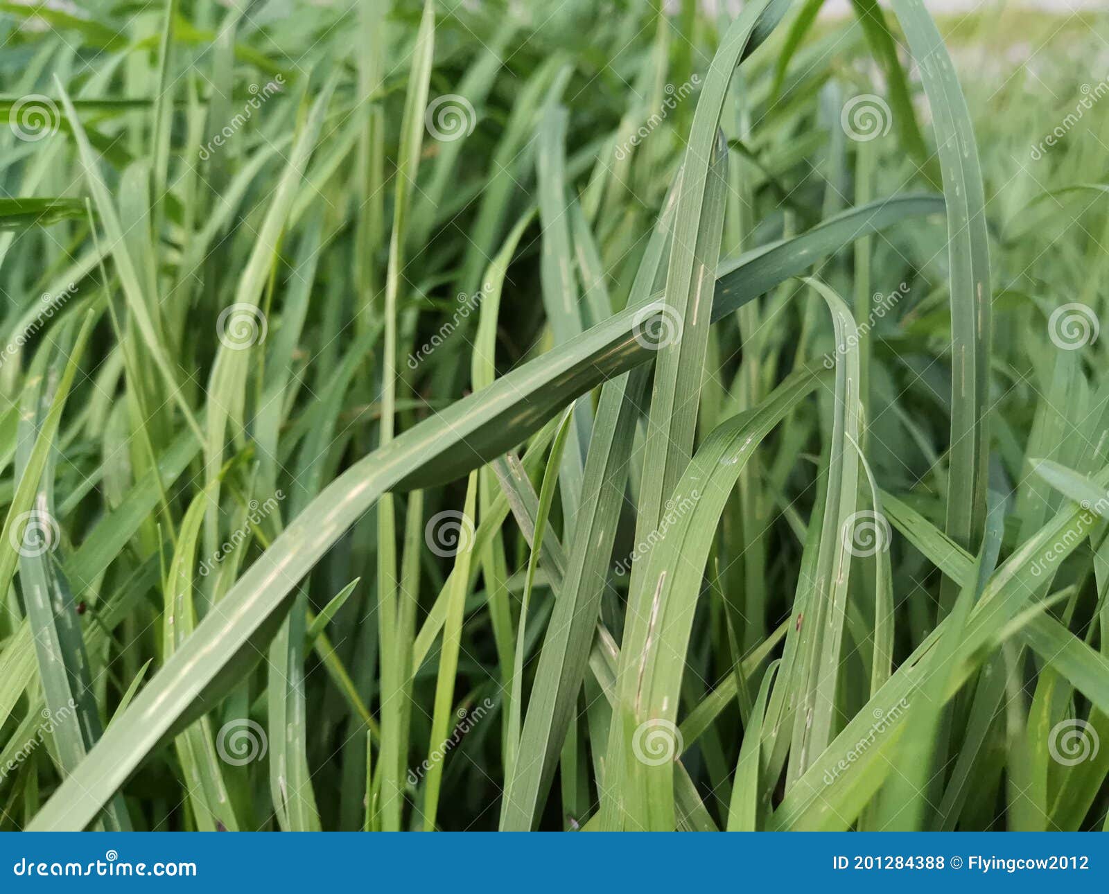 Big green grass at meadow stock photo. Image of grassland - 201284388