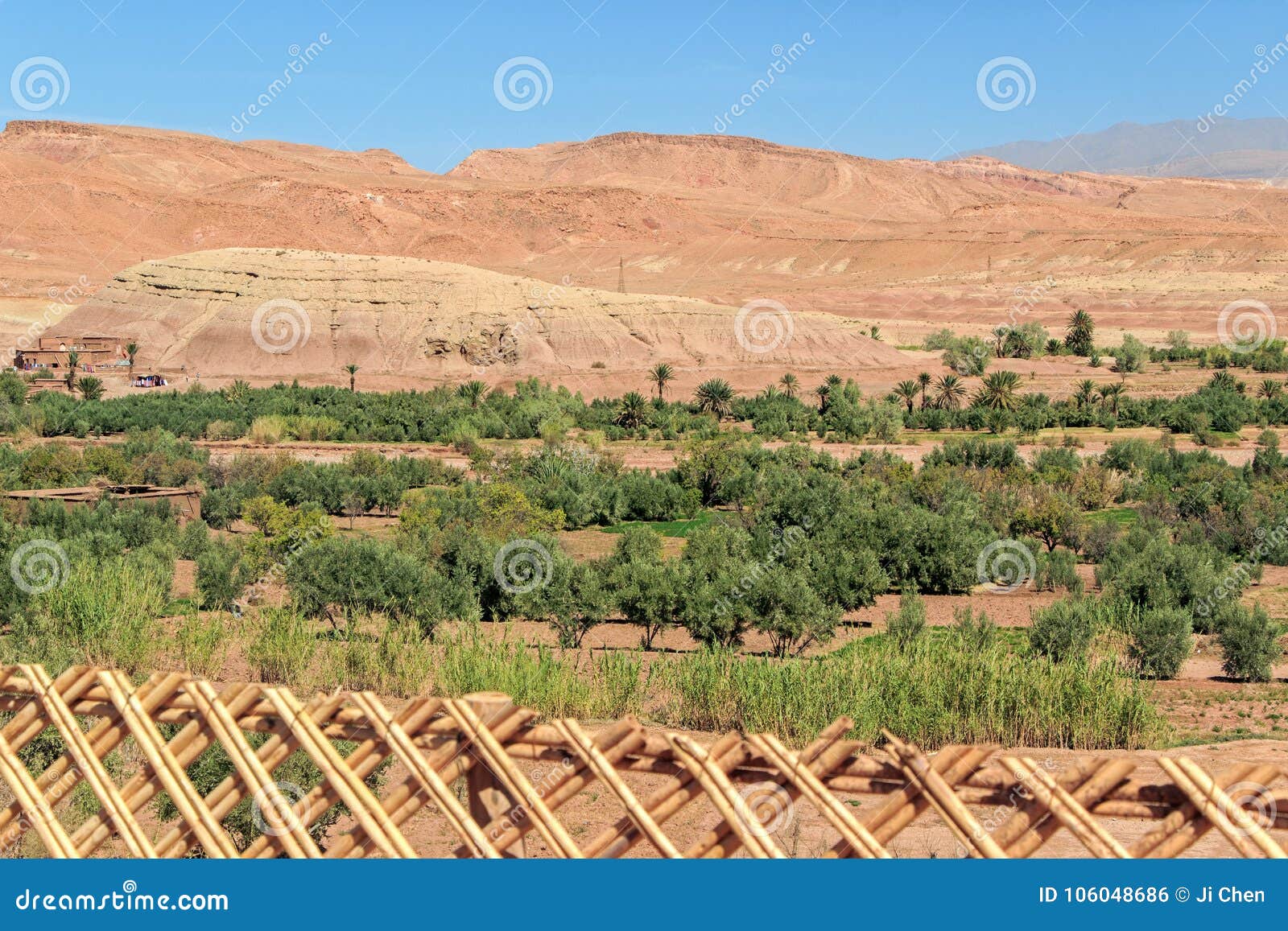 Green Plants in Morocco Dades Valley Stock Photo - Image of africa ...