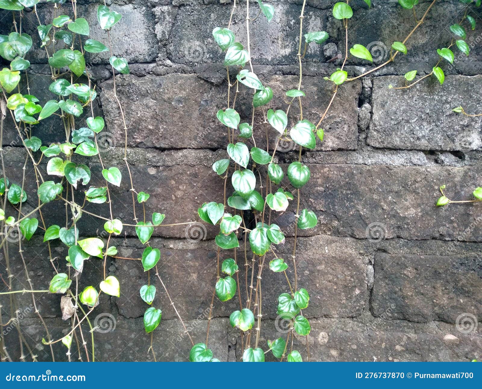 Green Plants that Propagate on the Wall Stock Photo - Image of ayurveda ...