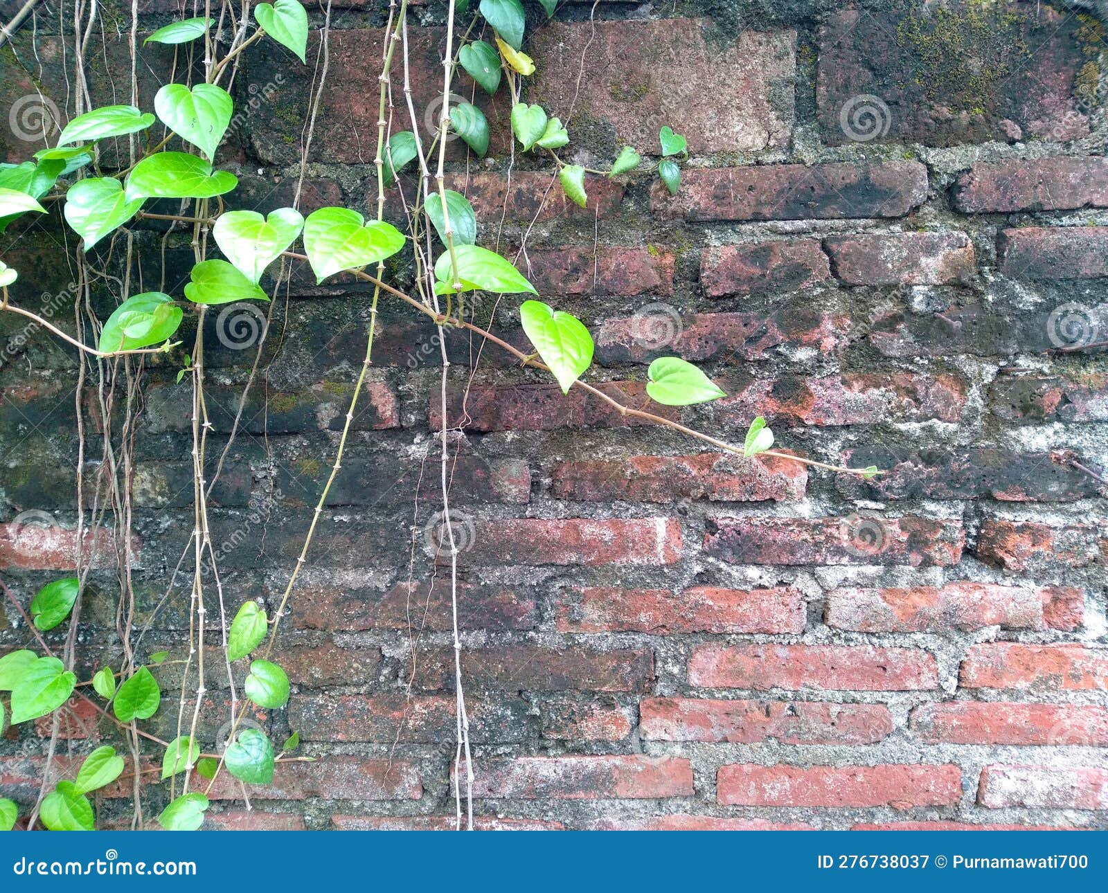 Green Betel Leaf Propagate on the Wall Stock Image - Image of concrete ...