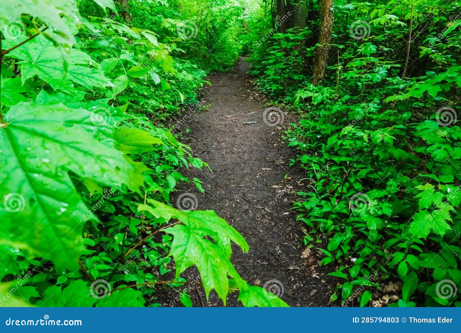 Green Plants after Rain with a Small Path in the Forest Stock Image ...