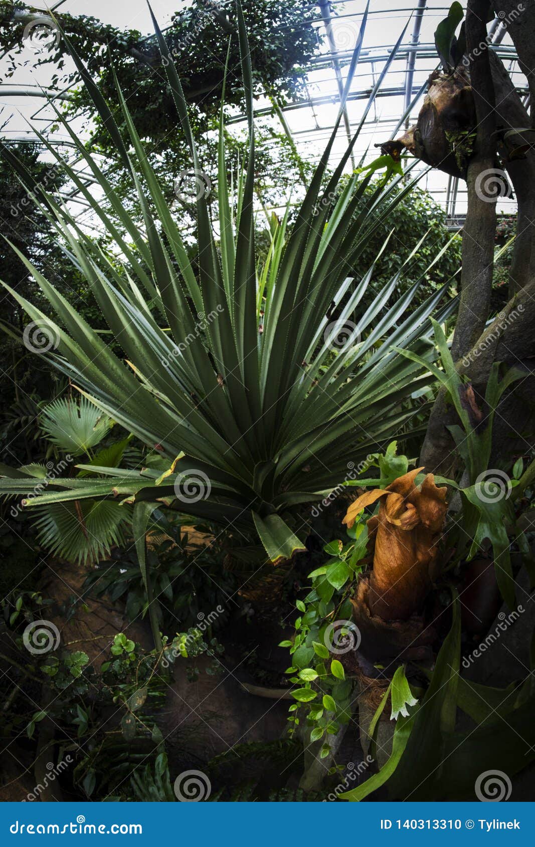 Green Plants in the Rainforest Stock Photo - Image of color, climate ...