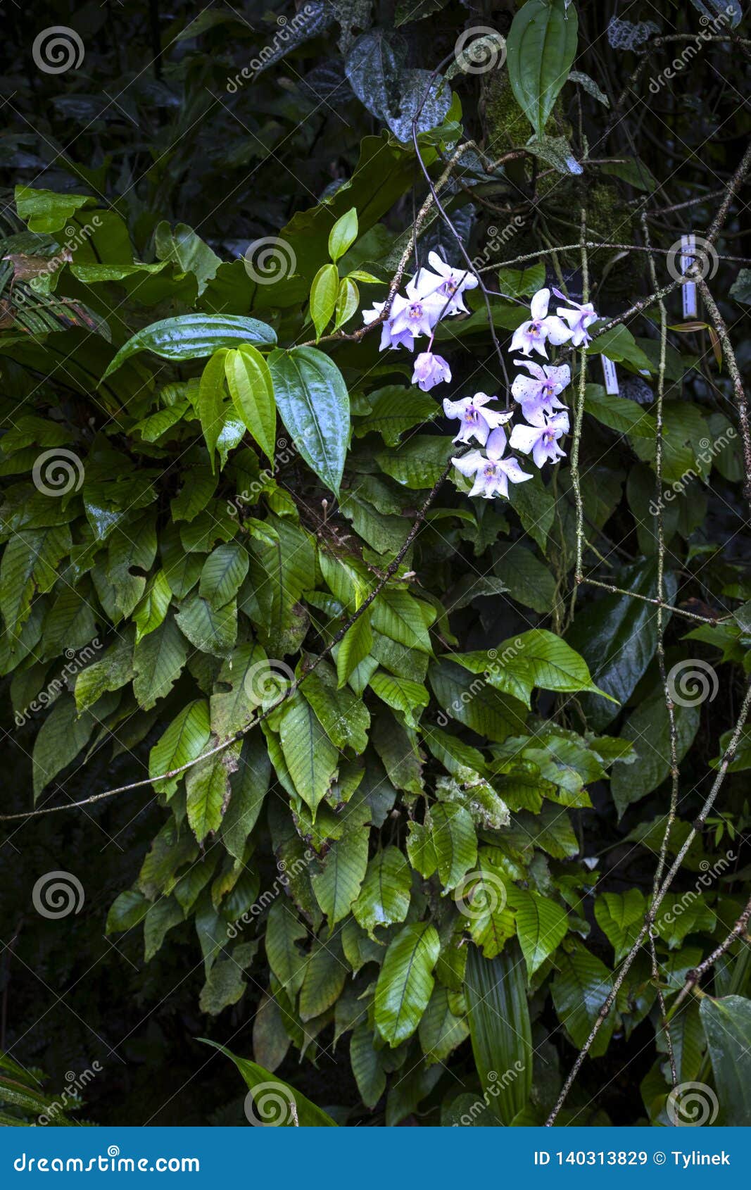 Green Plants in the Rainforest Stock Image - Image of branch, amazing ...
