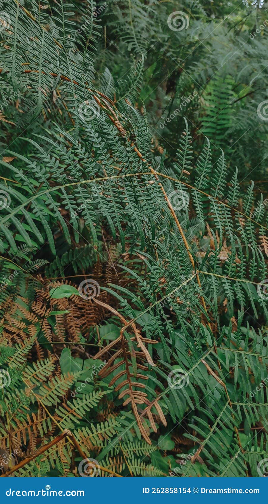 Green Plants in the Rainforest Stock Photo - Image of plants, leaf ...