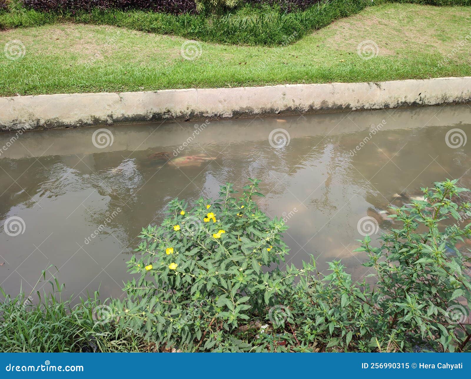 Green Plants beside the River Stock Image - Image of garden, flower ...