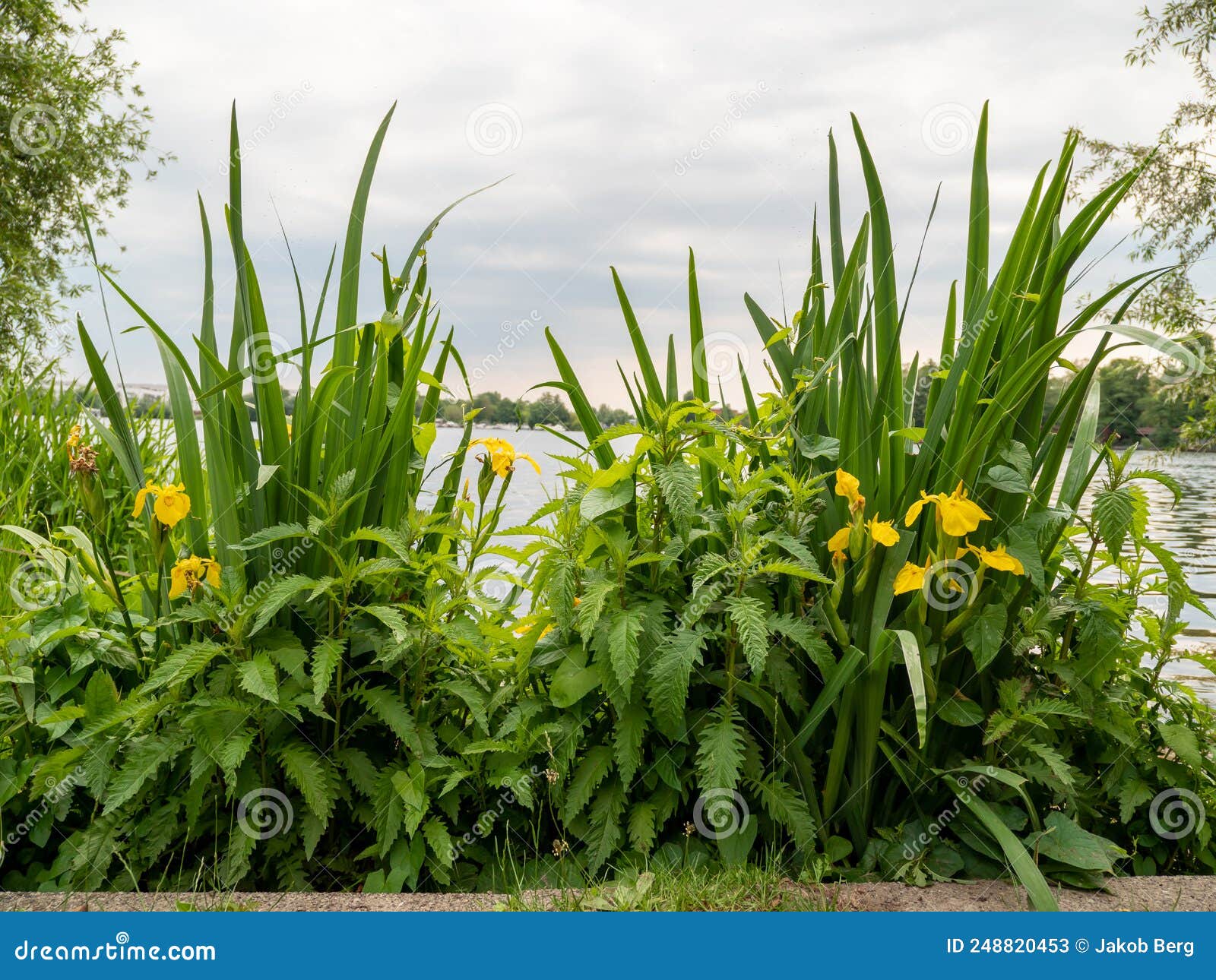 Green Plants on the River Bank. Stock Image - Image of spring, rural ...