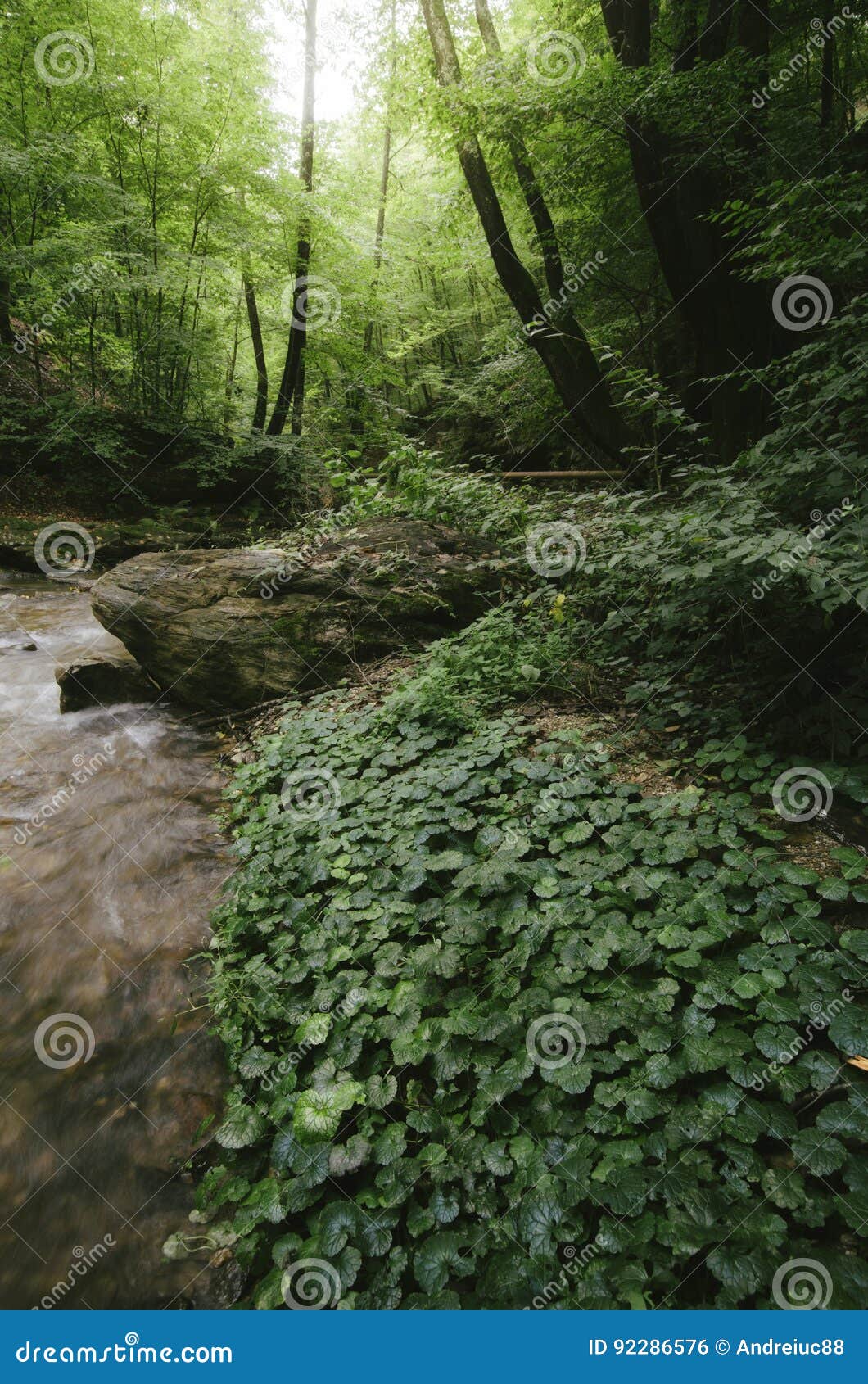 Green plants on river edge stock photo. Image of mountain - 92286576