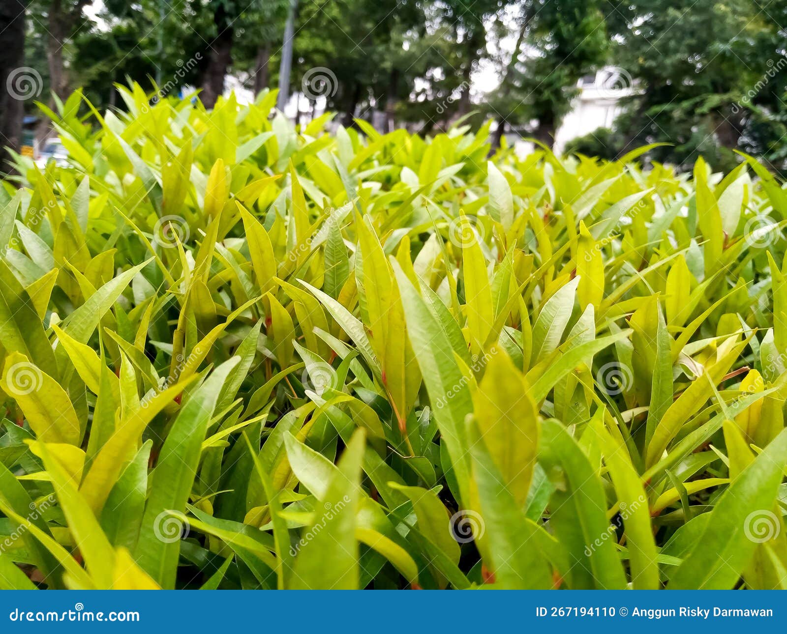 Green Plants on the Roadside Stock Photo - Image of grass, agriculture ...