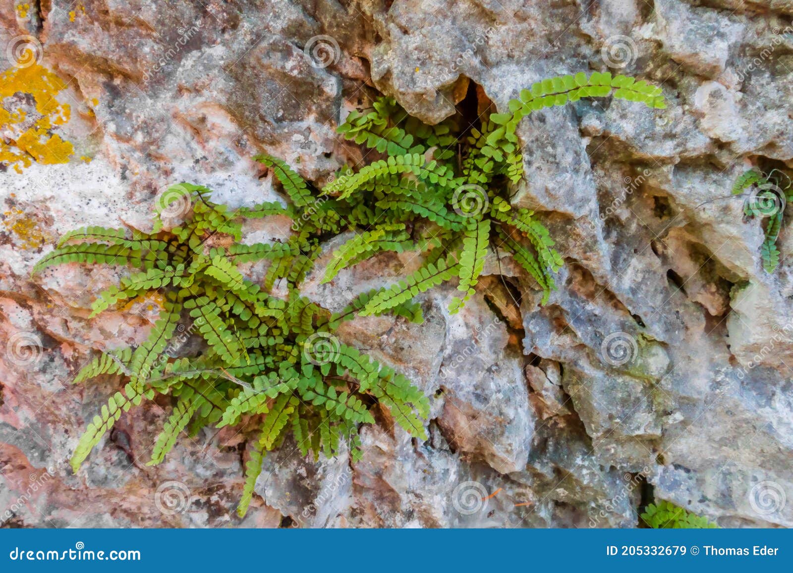 Green Plants between Rocks in the Mountains Stock Image - Image of ...