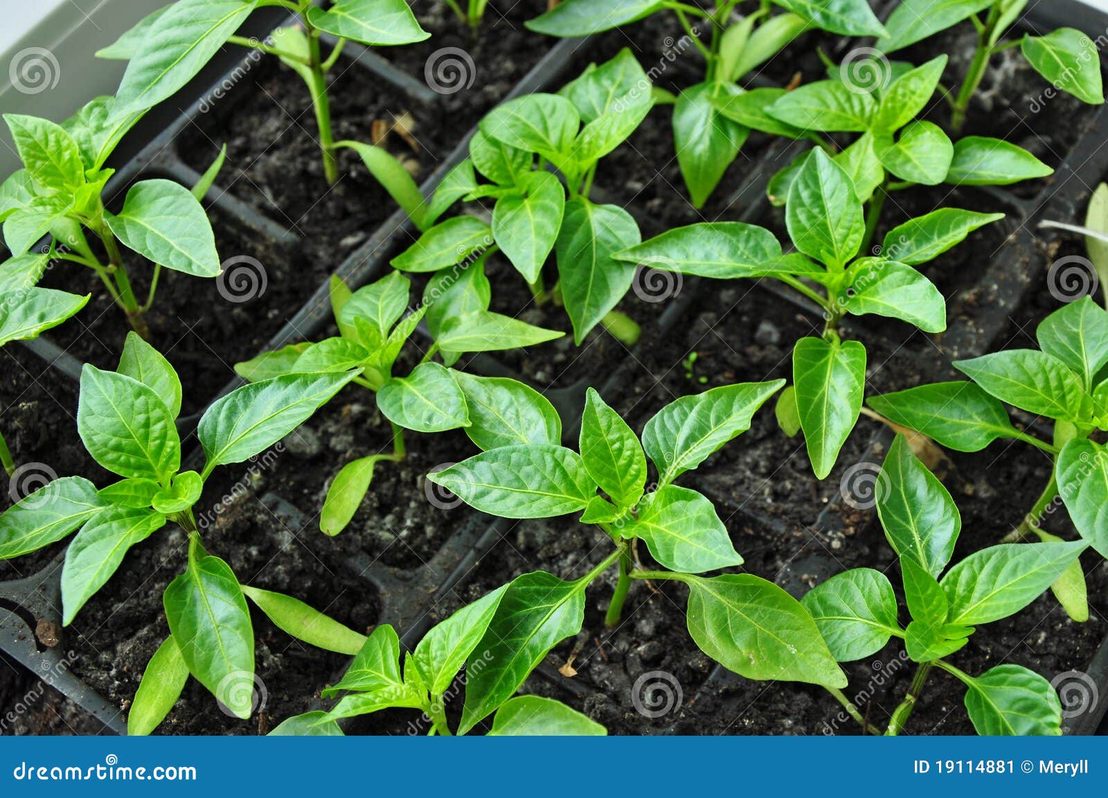 Green plants seedlings stock image. Image of agriculture - 19114881