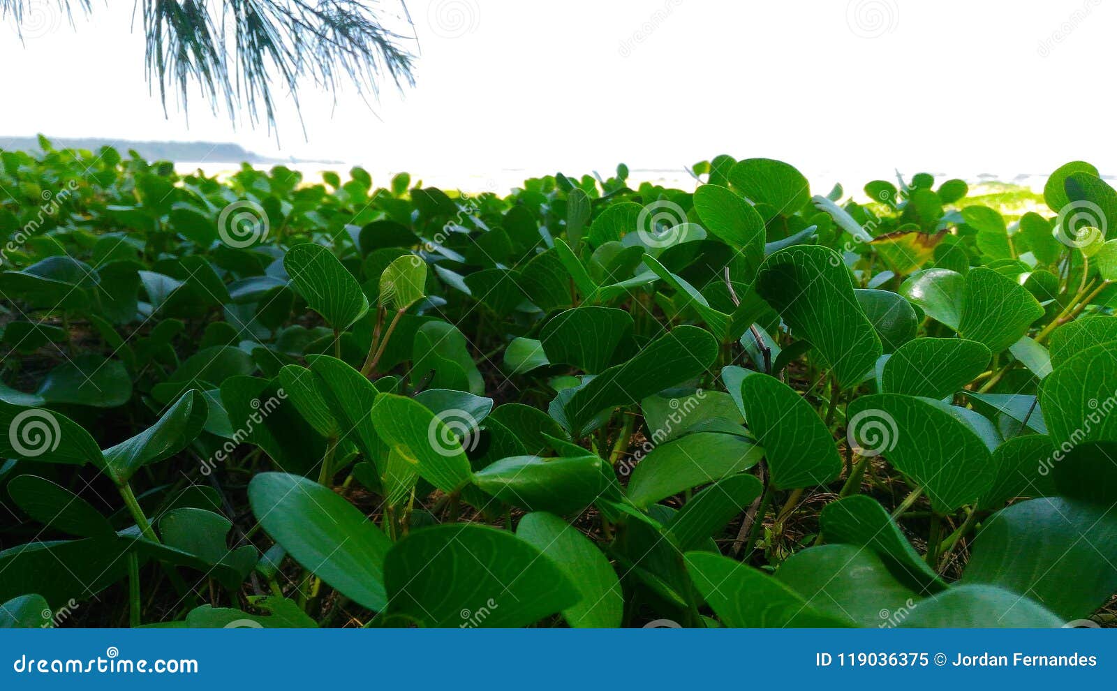 Greenery stock image. Image of shore, greenery, shade - 119036375