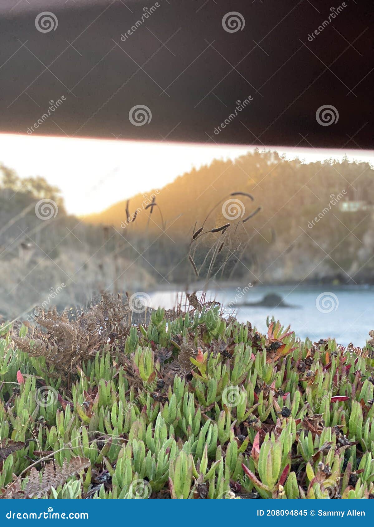 Greenery and a Shot of the Ocean Stock Image - Image of ocean, shot ...