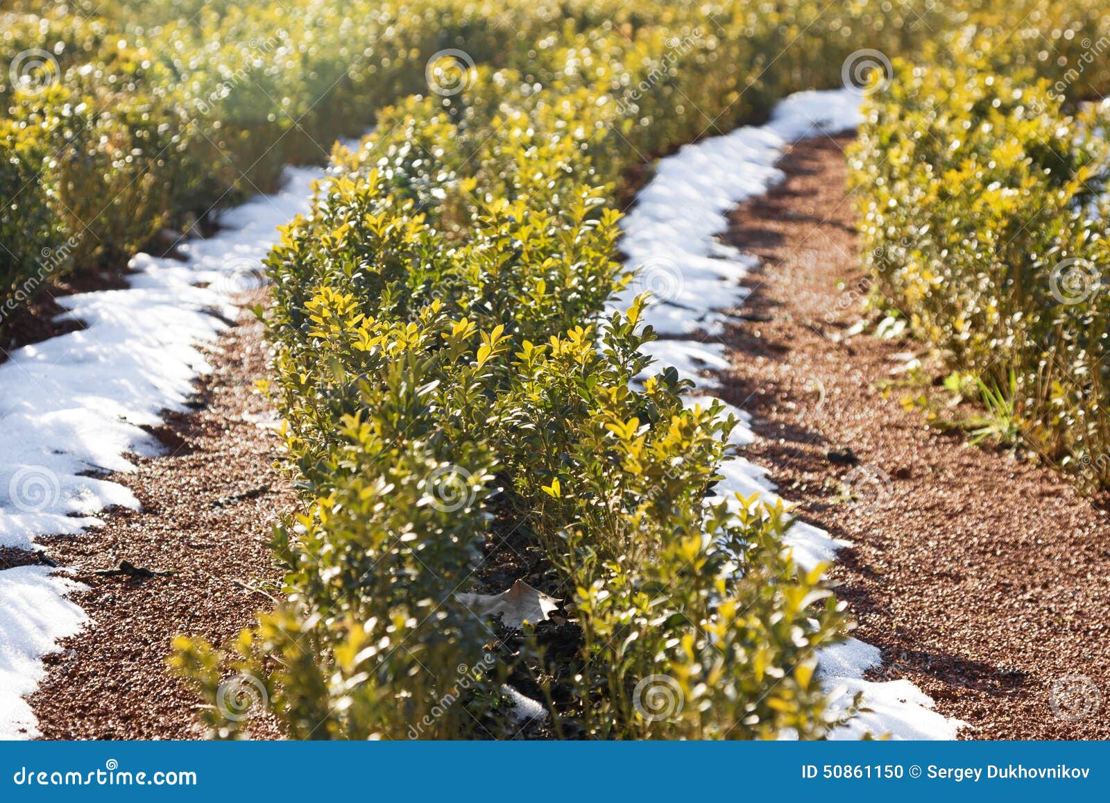 Green Plants in the Spring Sunshine Stock Photo - Image of snow, soil ...
