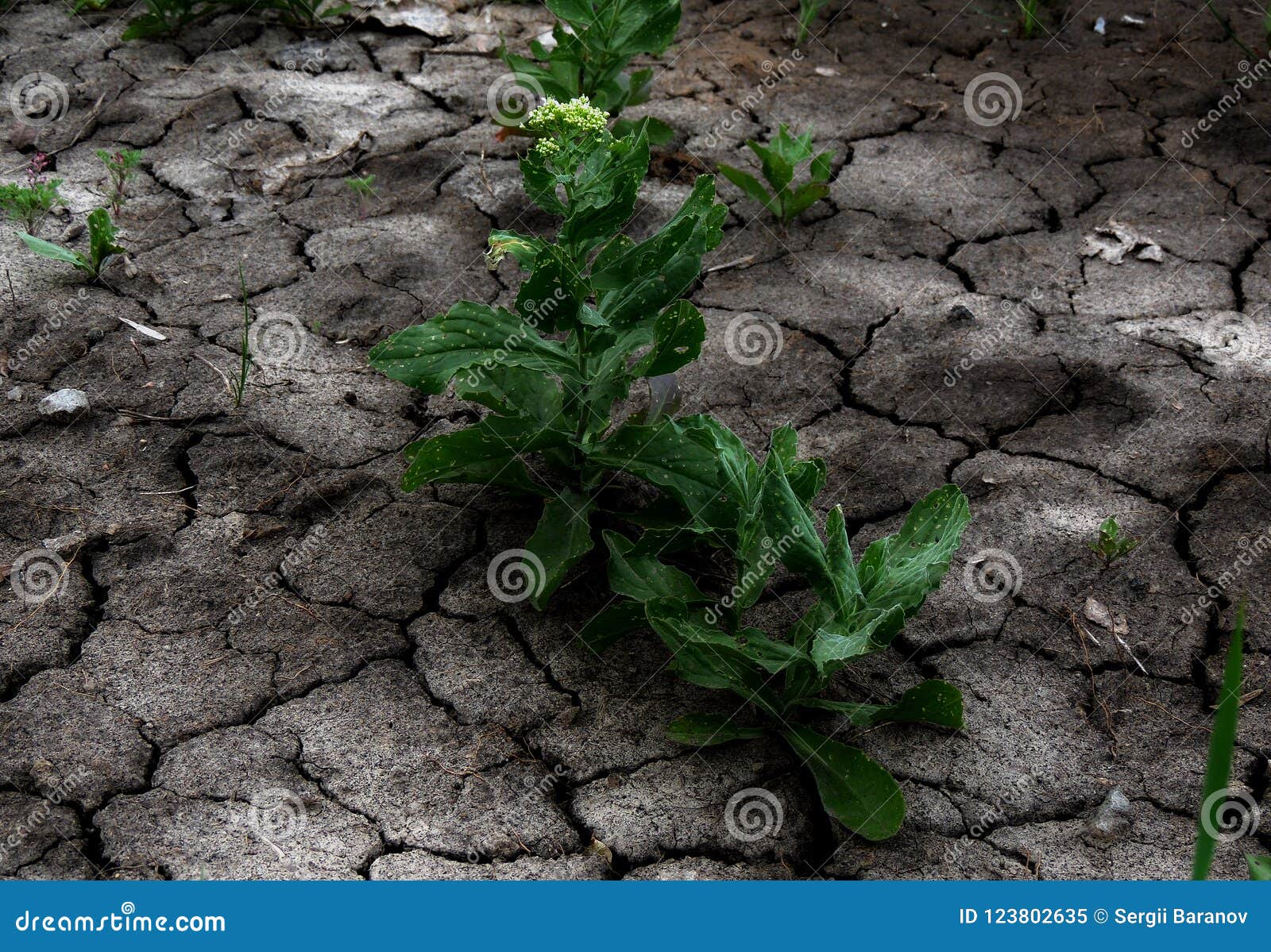 Parched Land with Green Crop Texture Background Stock Image - Image of ...