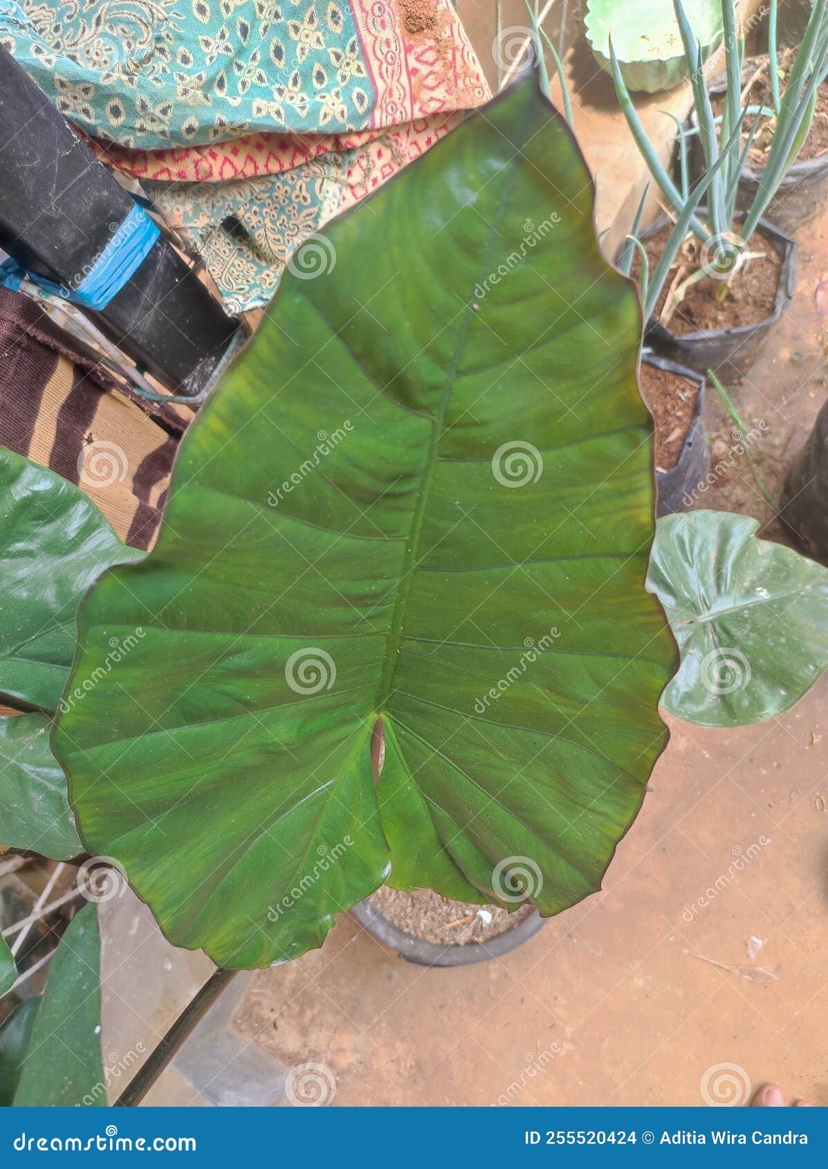 Green Plants that are Starting To Bloom Stock Photo - Image of leaf ...