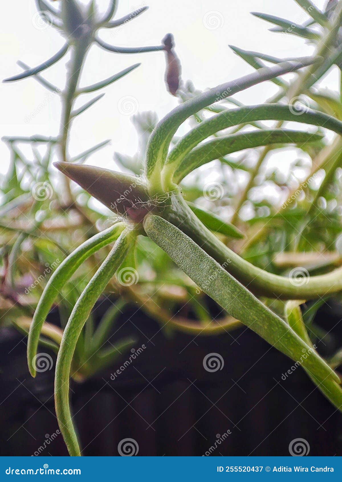 Green Plants Starting To Bloom Stock Image - Image of green, flowers ...
