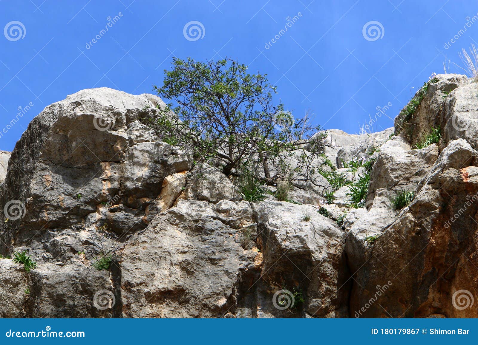 Green Plants on Stones and Rocks Stock Image - Image of stones, rocks ...