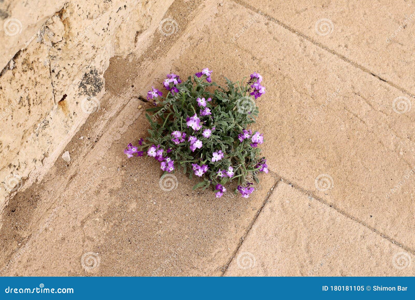 Green Plants on Stones and Rocks Stock Image - Image of rocks ...
