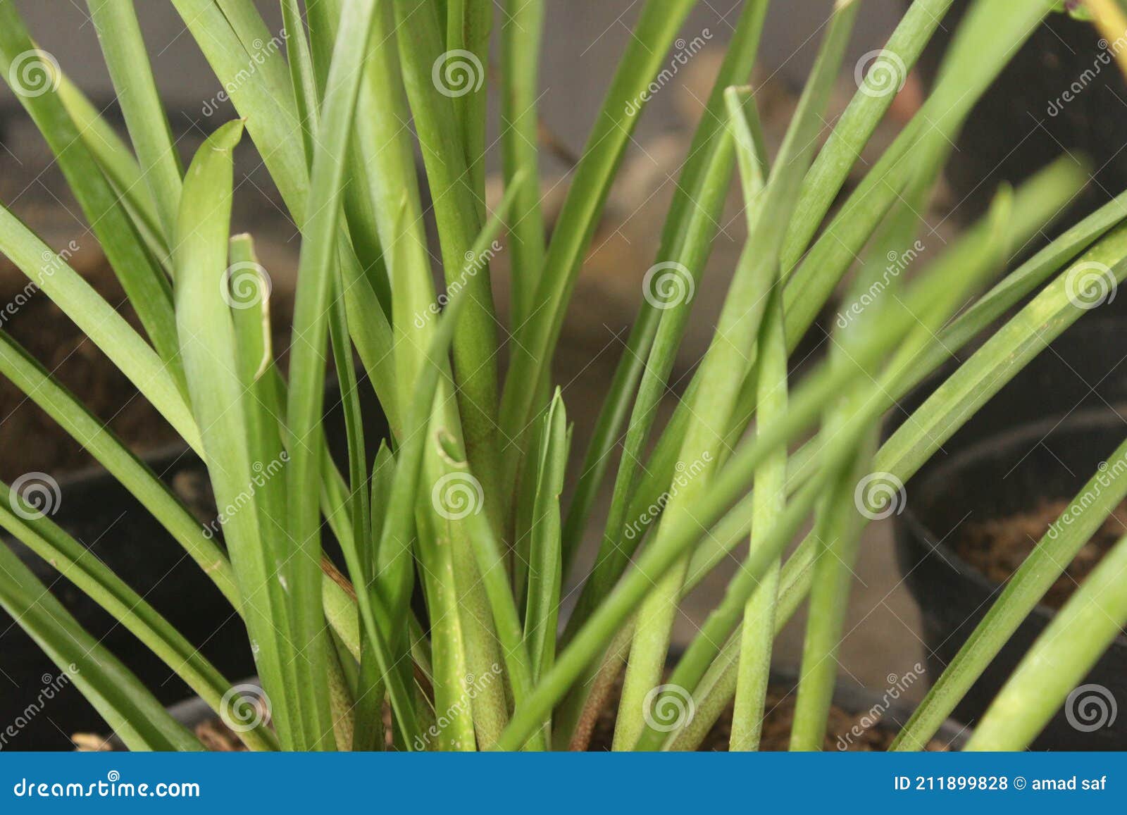 Green Plants with Straight Leafs Composition. Grass Stock Photo - Image ...