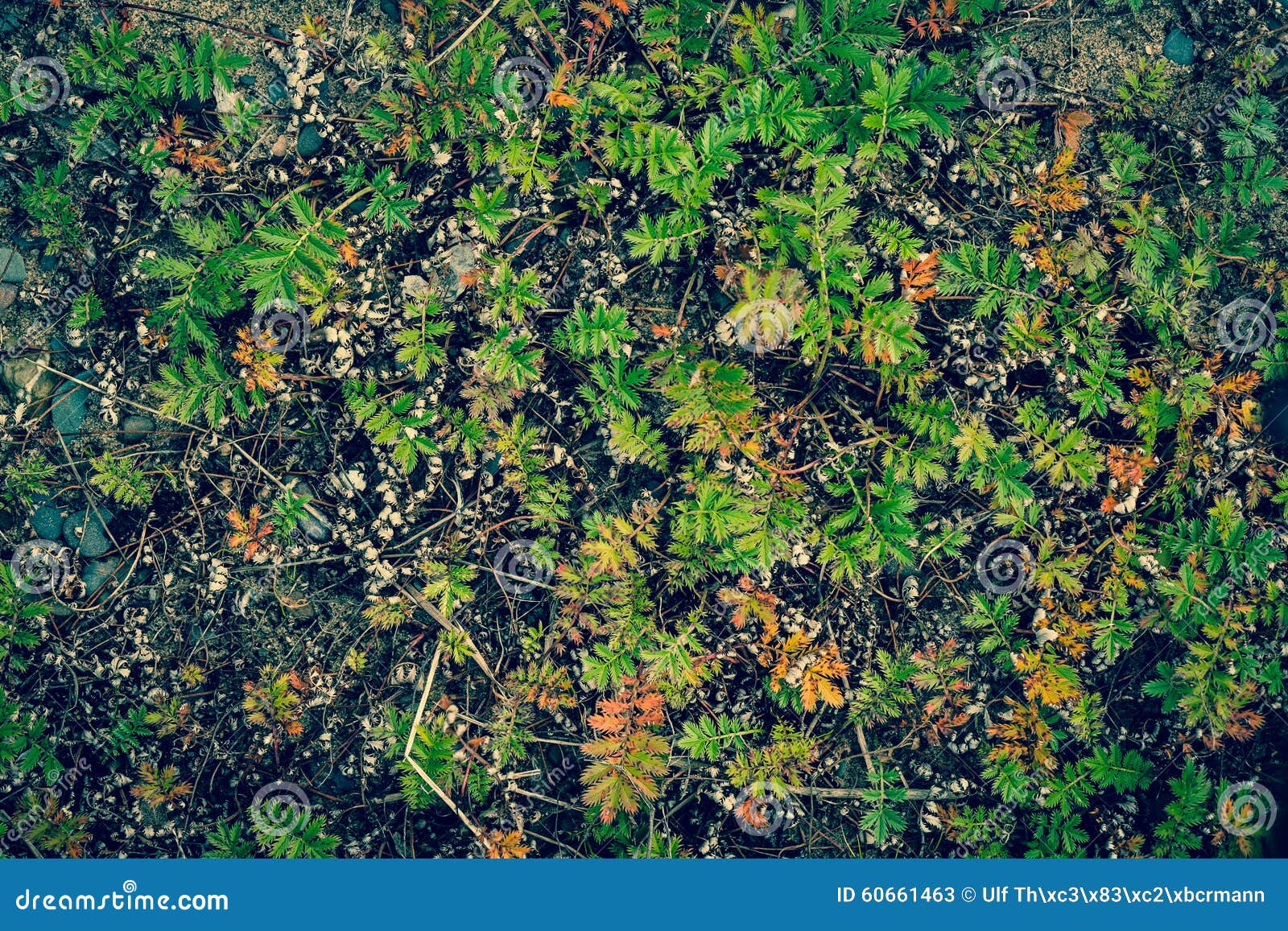 Green Plants Texture Background Stock Image - Image of nature ...