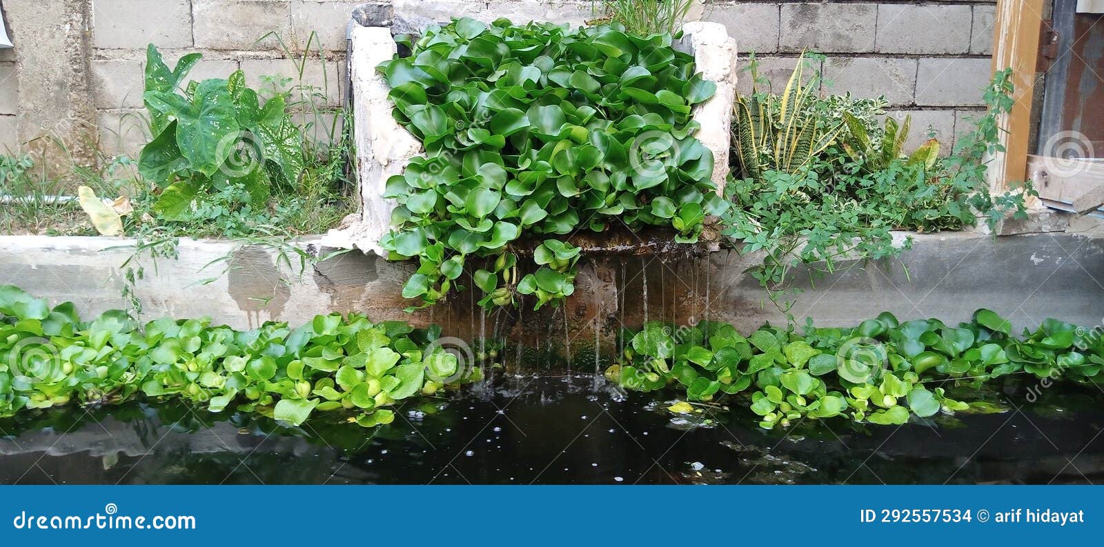 Green Plants To Decorate Fish Ponds Stock Photo - Image of ponds, green ...