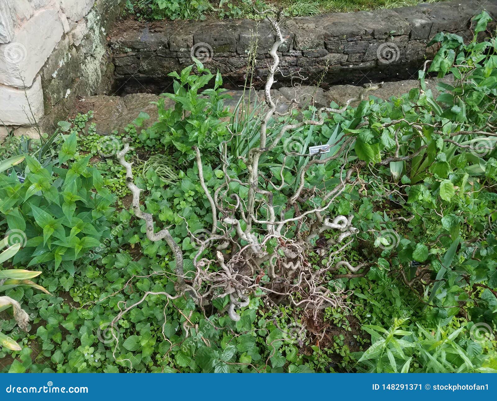 Green Plants and Twisted or Curly Branches Stock Image - Image of curly ...