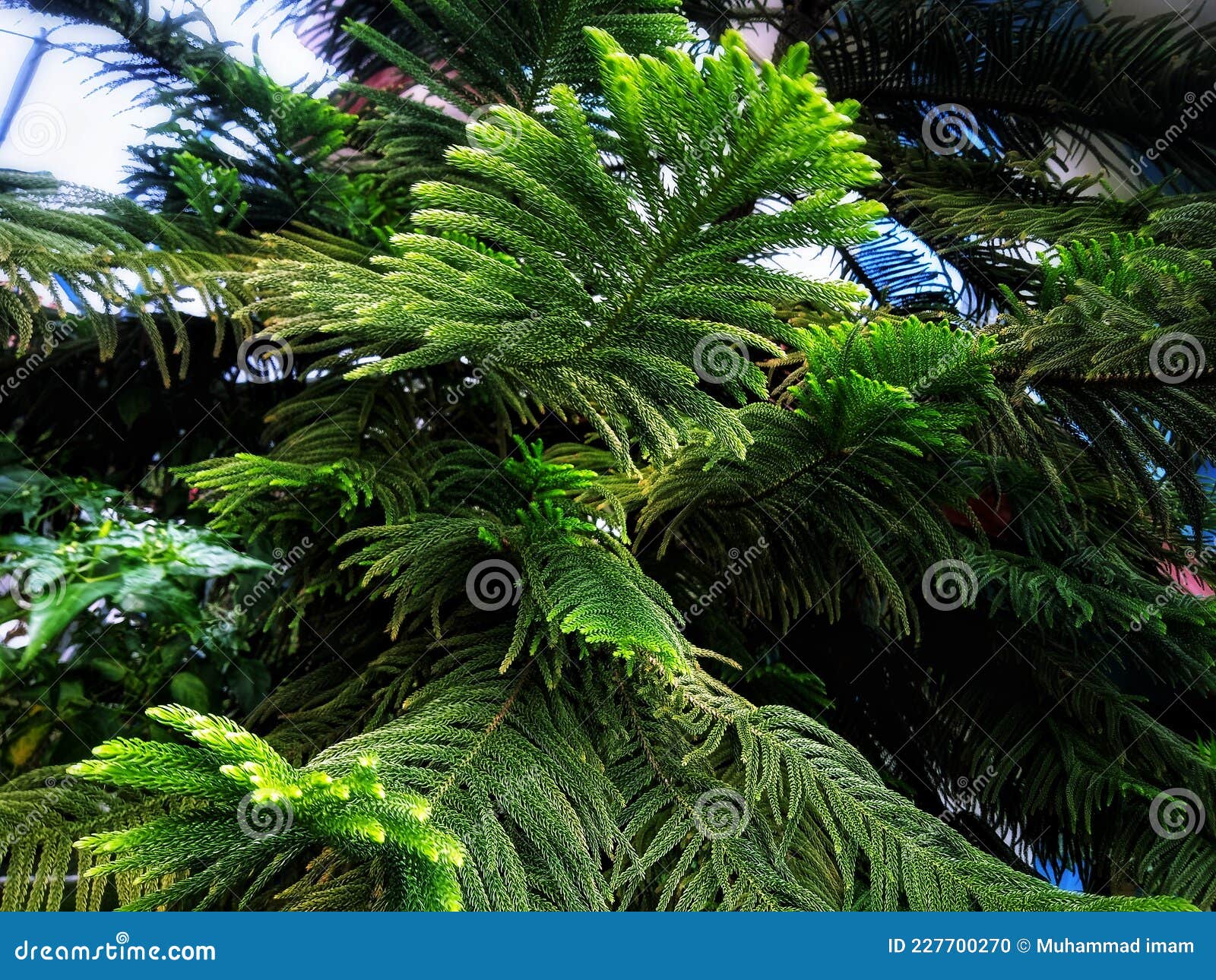 Green Plants are Very Beautiful Stock Photo - Image of plants, jungle ...