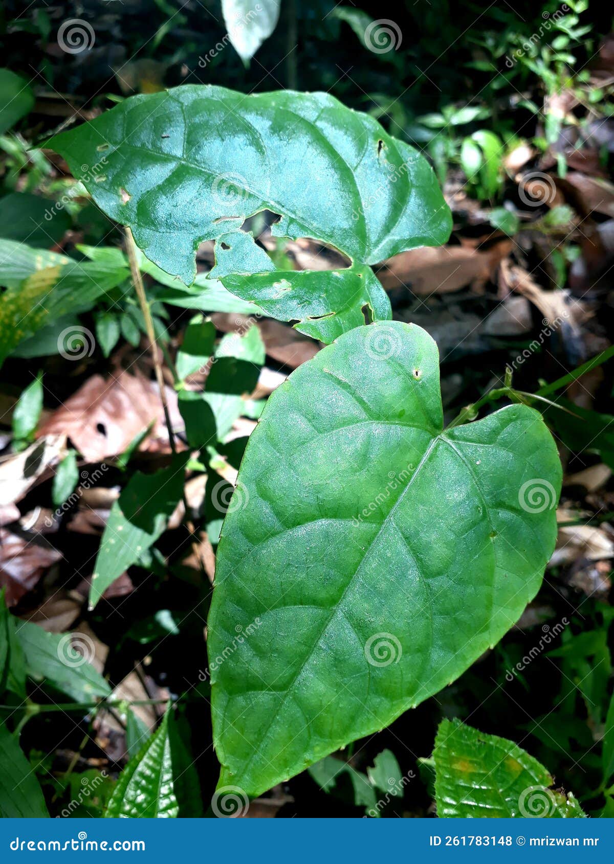 Green Plants Vines on the Ground Stock Photo - Image of green, nature ...