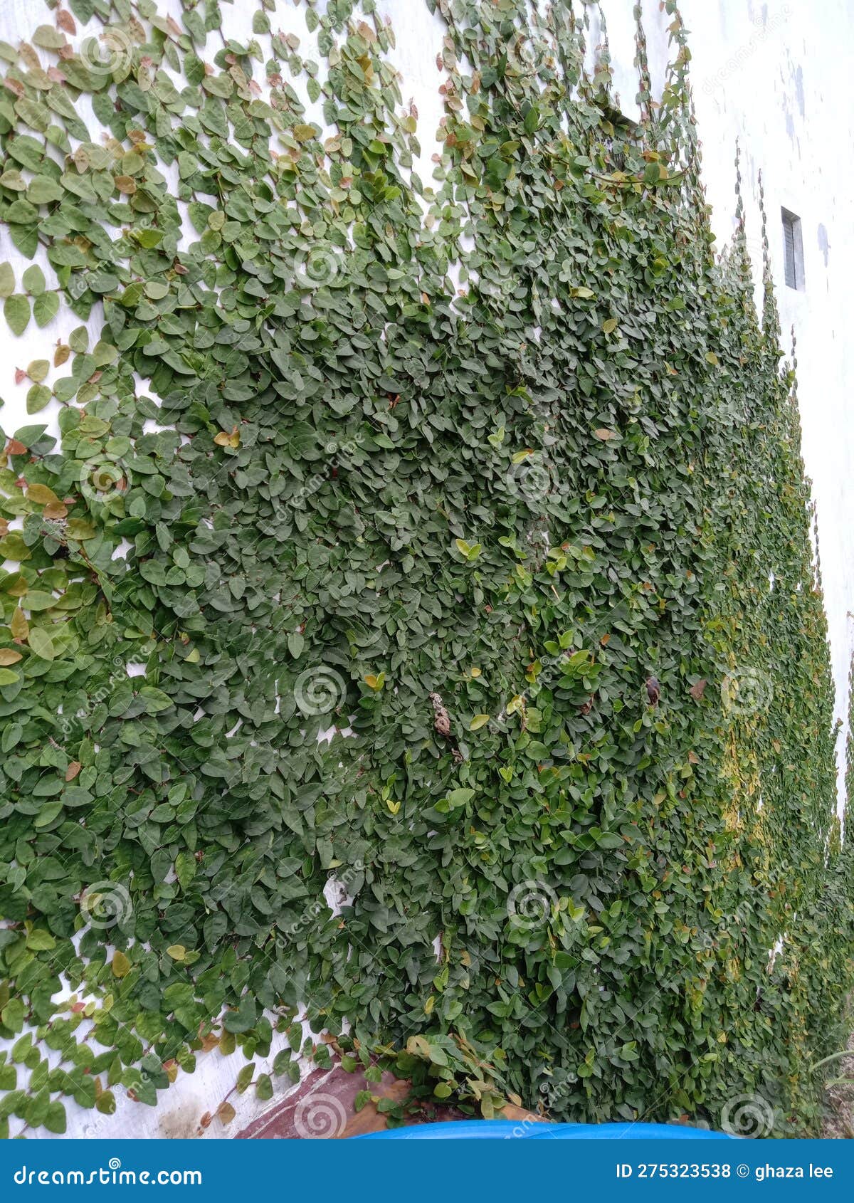 Plants With Vines Grass Against The Background Of A Gray Fence ...