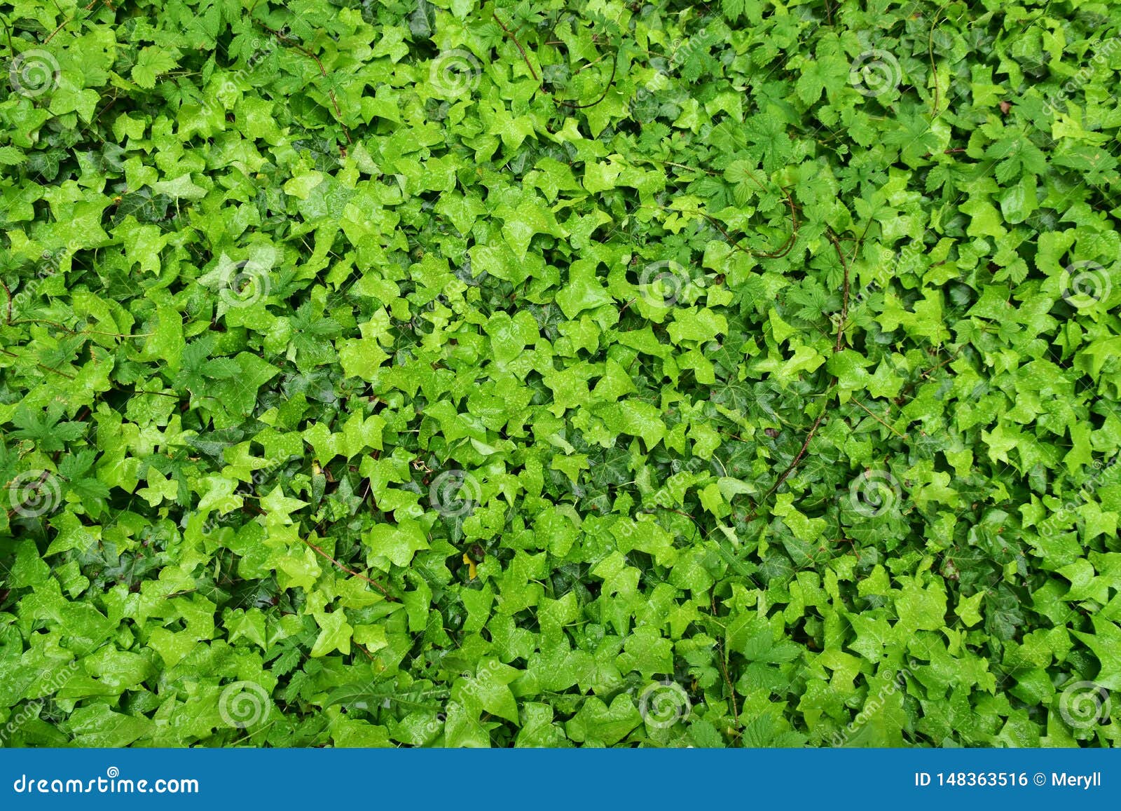 Green plants wall texture stock photo. Image of pattern - 148363516