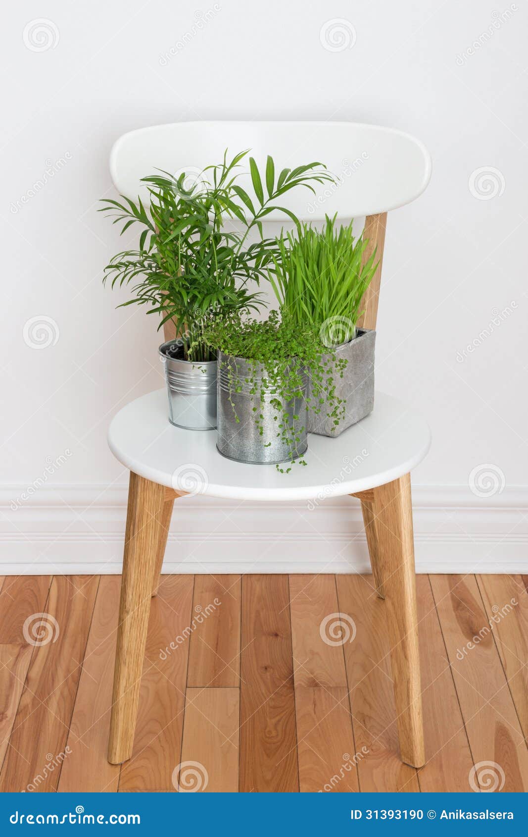 Green Plants on White Chair Stock Photo - Image of beautiful ...