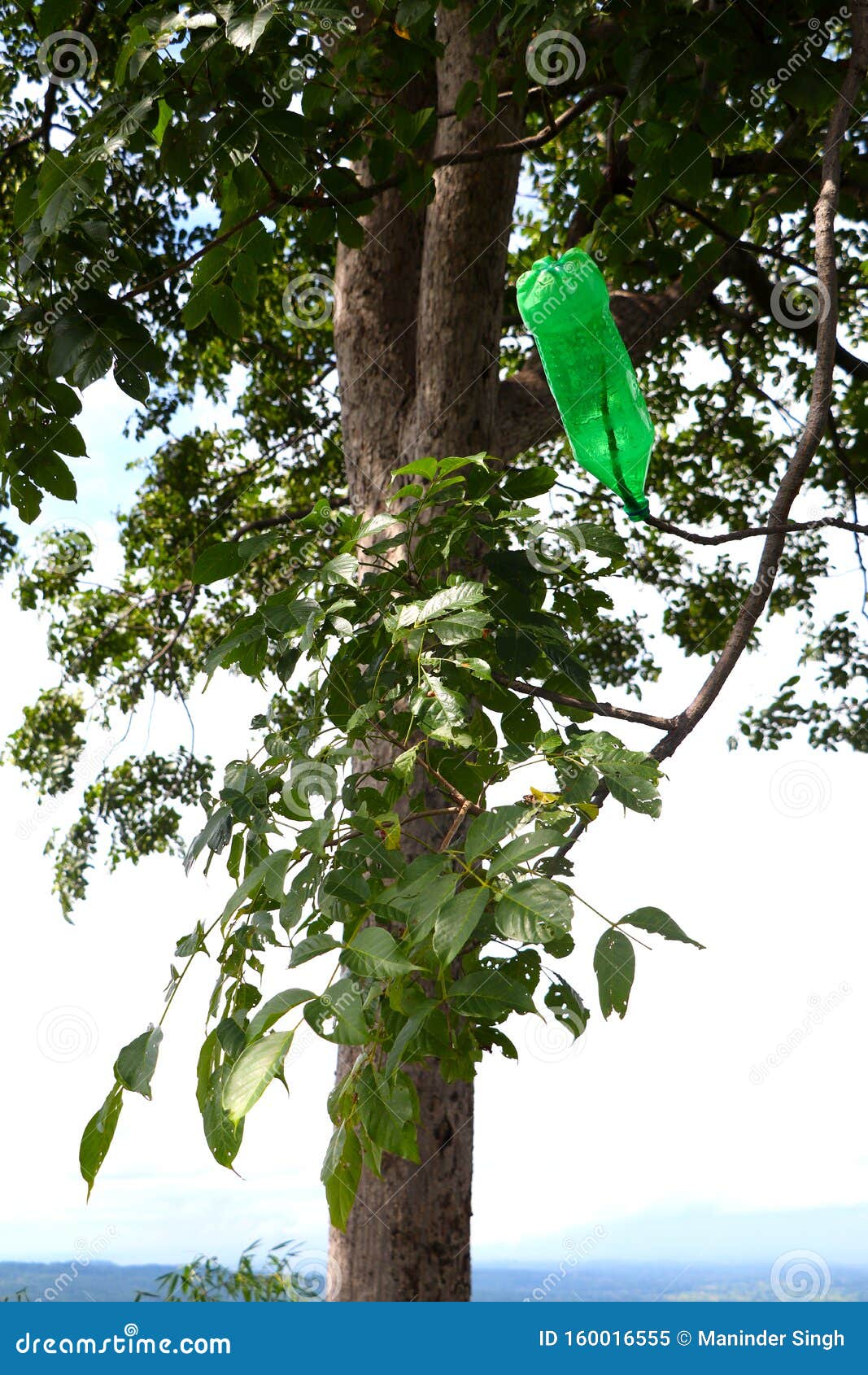 Green Plastic Bottle on a Tree in a Pine Forest. Ecology, Environmental ...