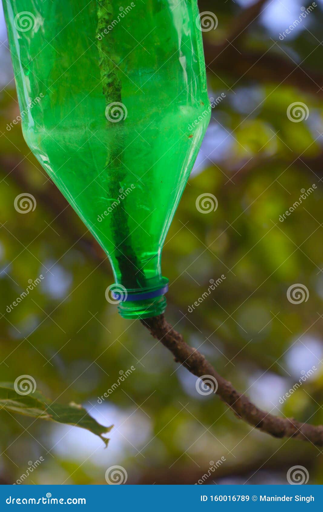 Green Plastic Bottle on a Tree in a Pine Forest. Ecology, Environmental ...