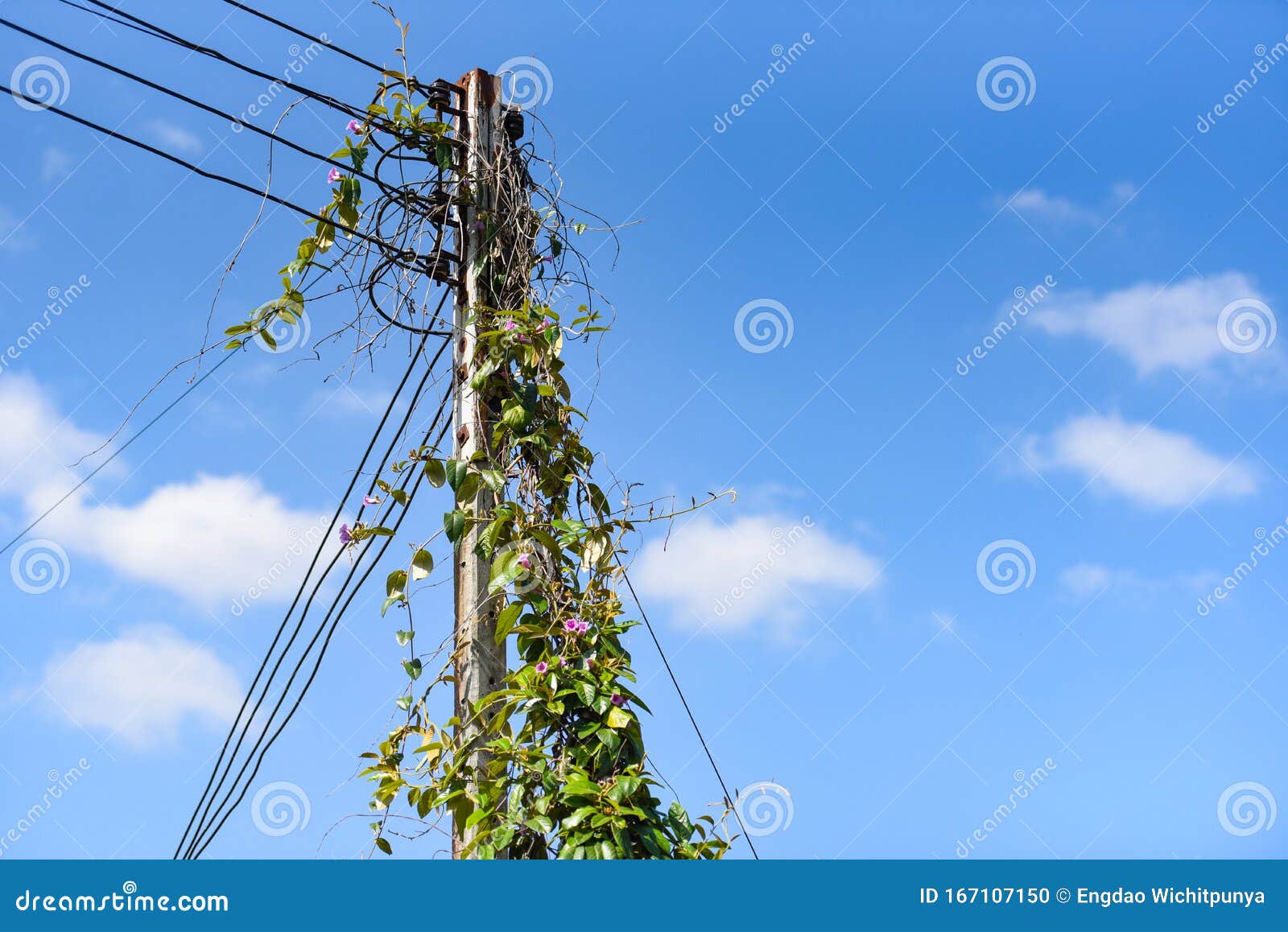 Green Plate Growing on Electric Post High Voltage and Blue Sky - Vine ...