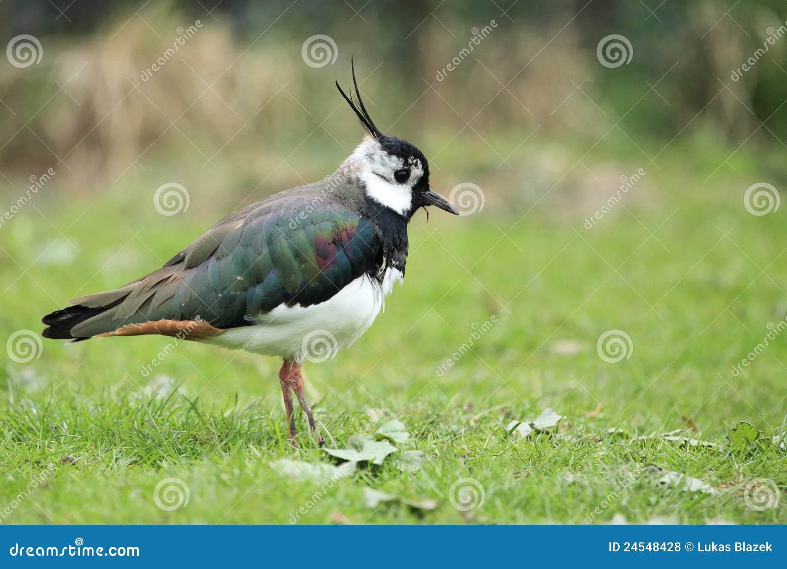 Green plover stock photo. Image of green, lapwing, crest - 24548428