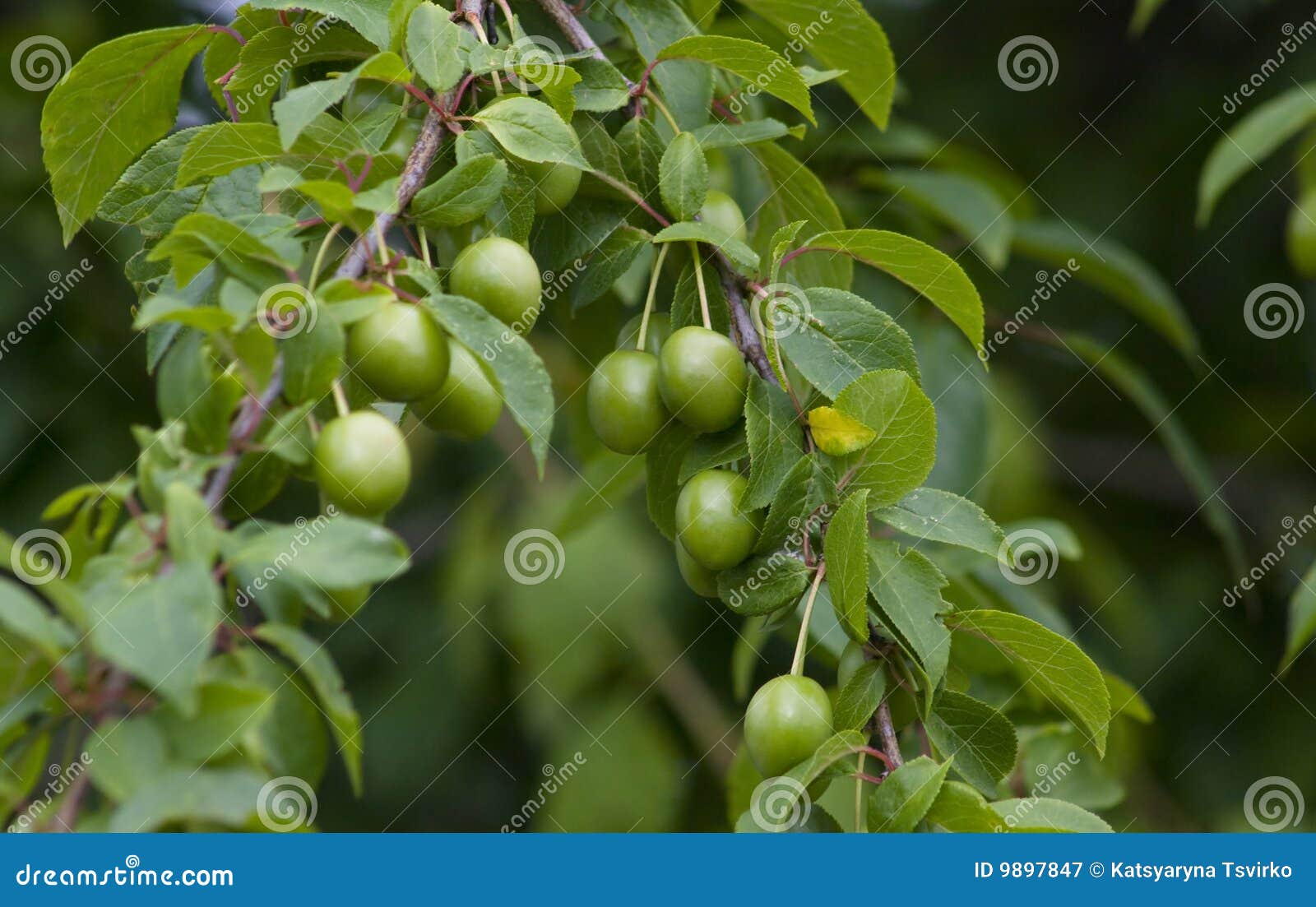 Green plum stock image. Image of fruit, green, unripe - 9897847