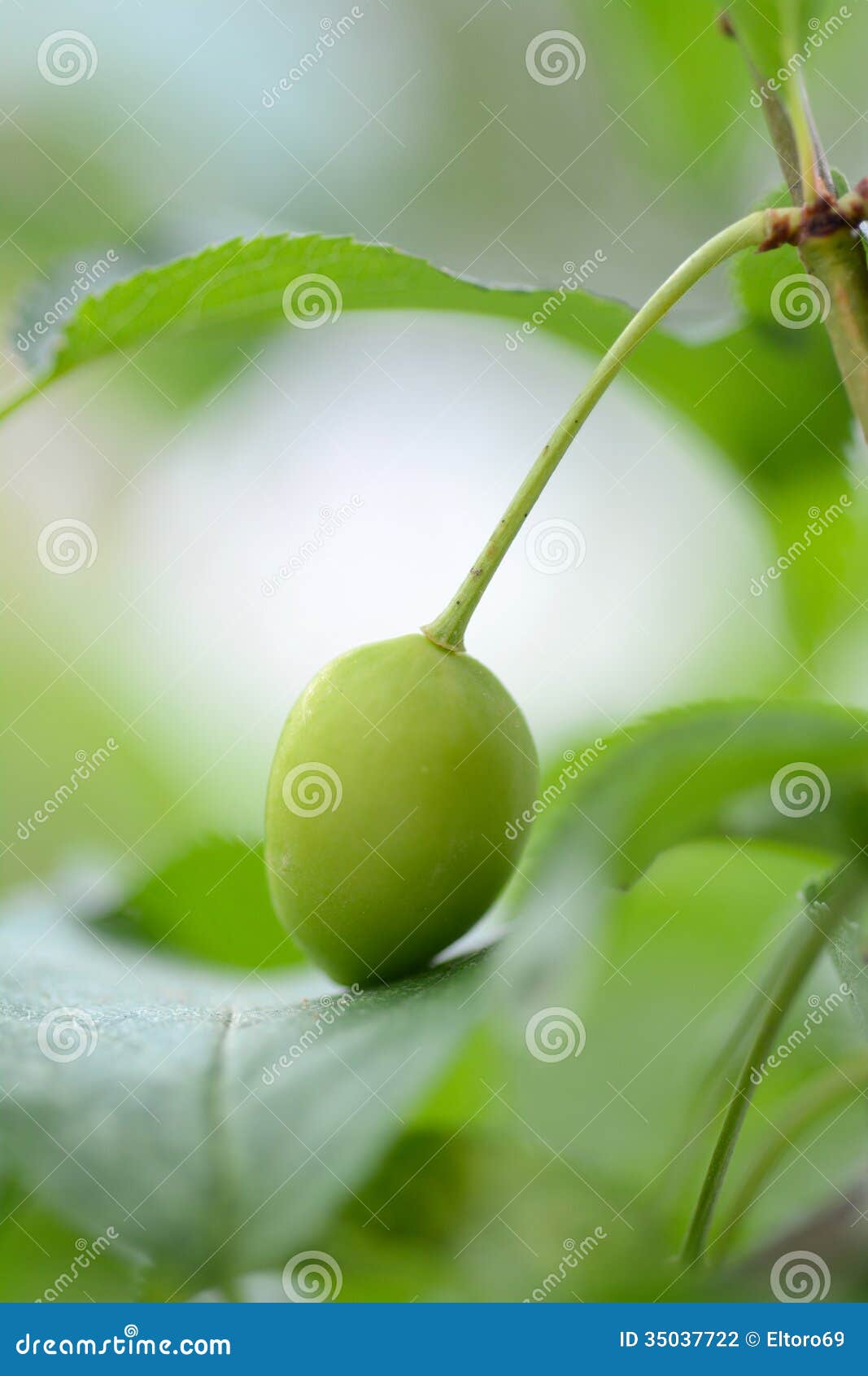 Green plum stock photo. Image of abstract, closeup, health - 35037722