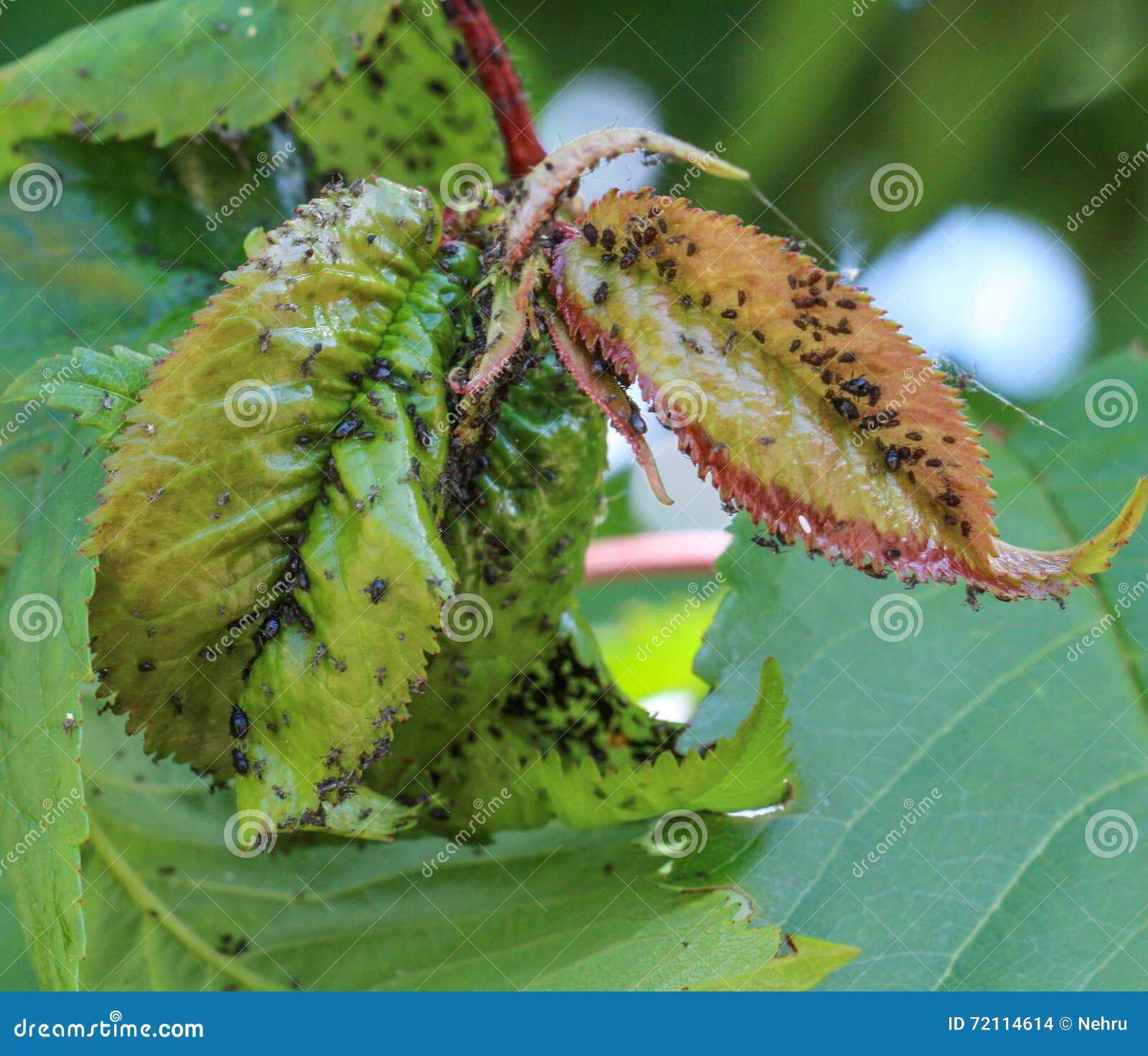Green plum leaf with pests stock photo. Image of tree - 72114614