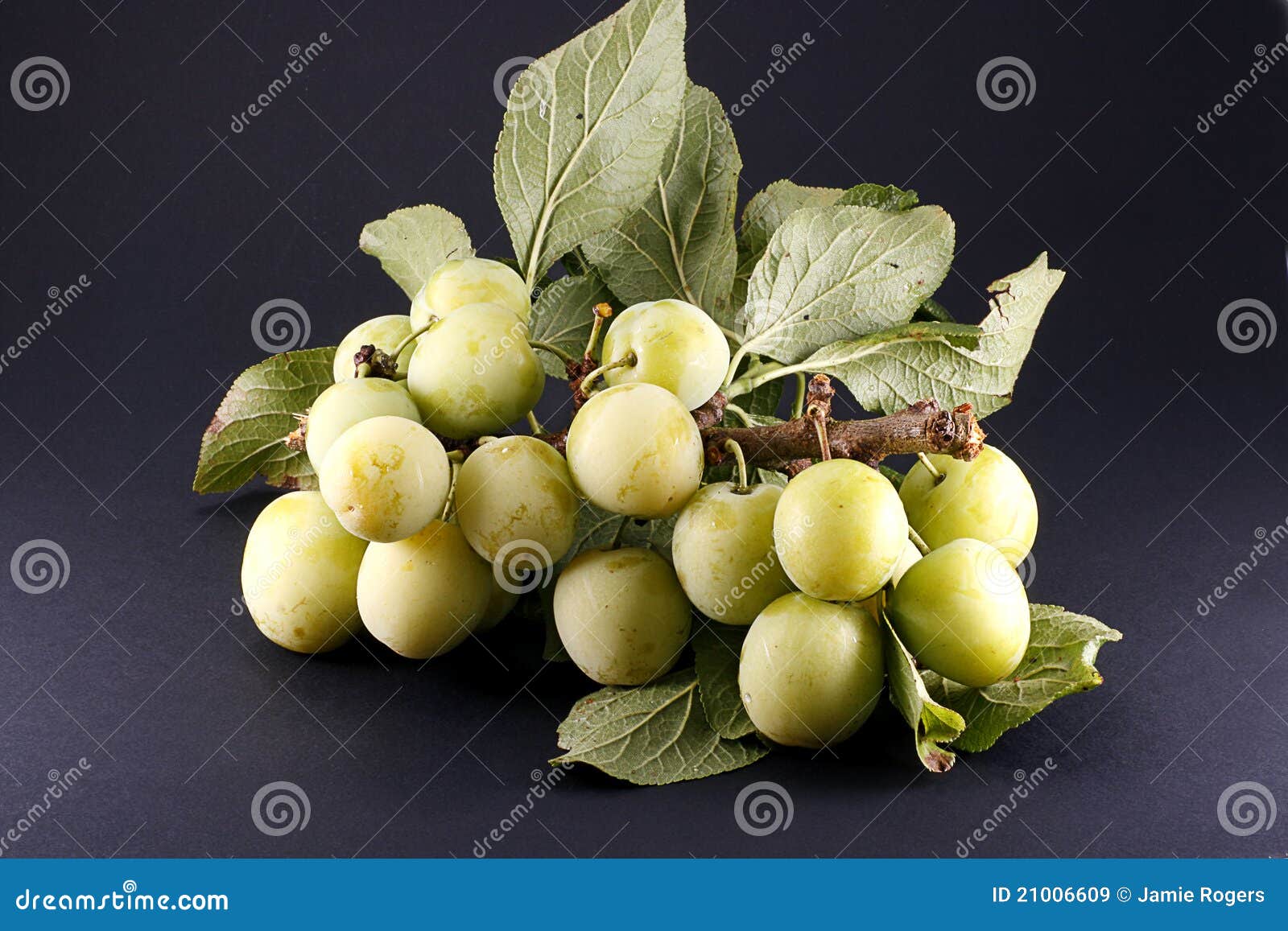 Green plums stock image. Image of leaf, produce, freshness - 21006609