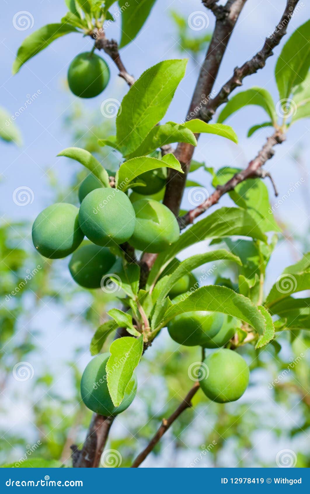 Green plums on tree stock image. Image of fruit, gardening - 12978419