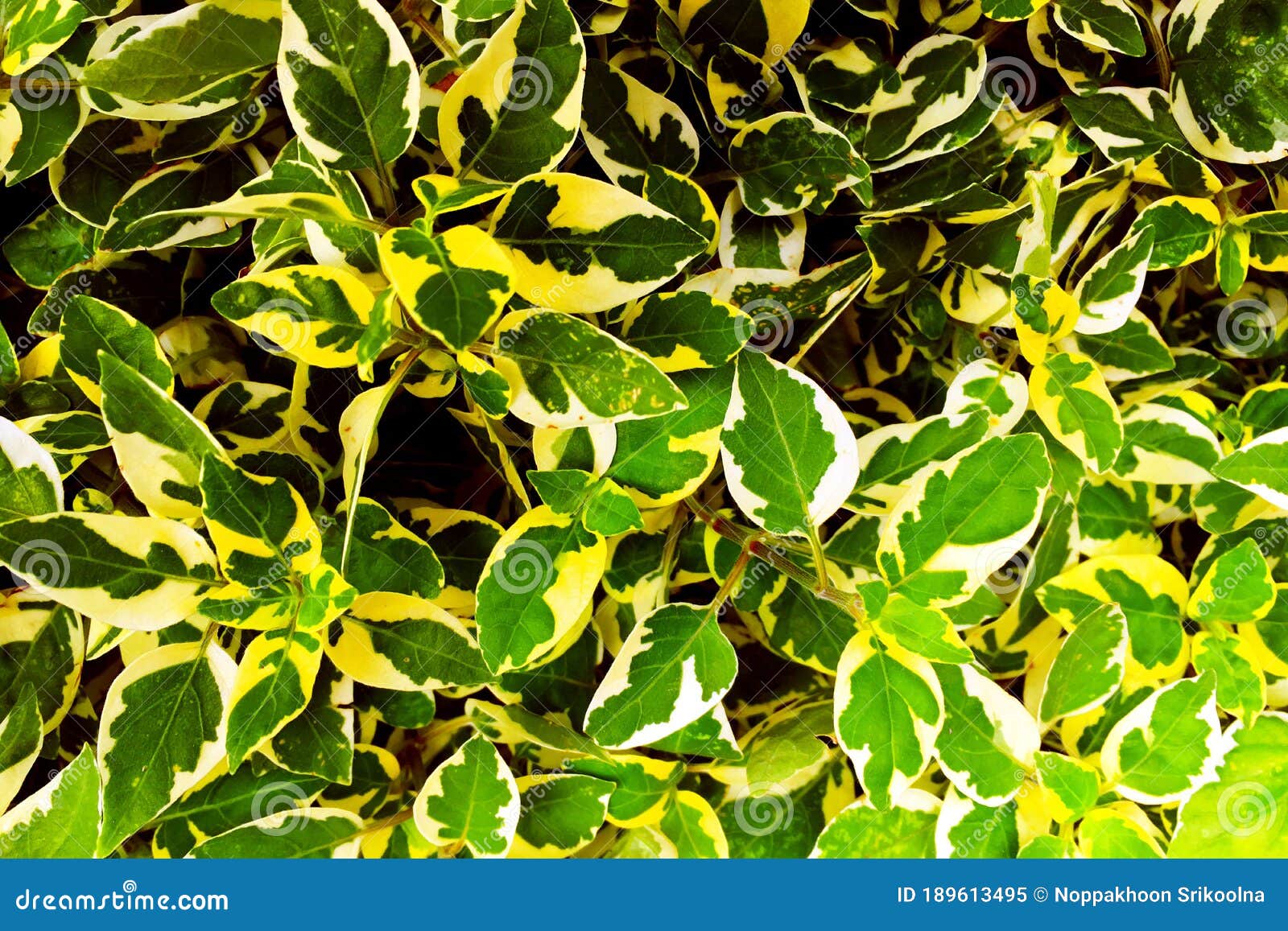 Green Plus Yellow and White Leaves of Plant Tree in Texture Stock Image ...