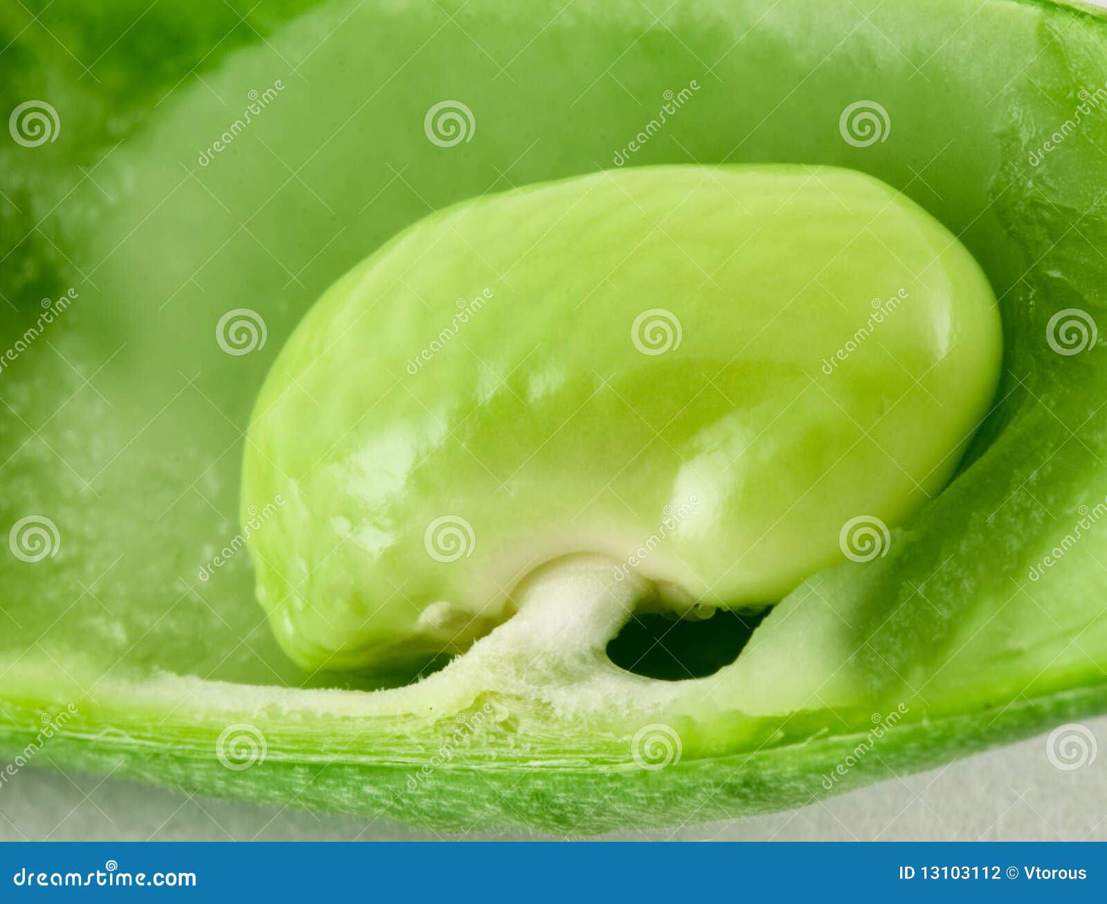 Green pod stock photo. Image of bean, protein, organic - 13103112