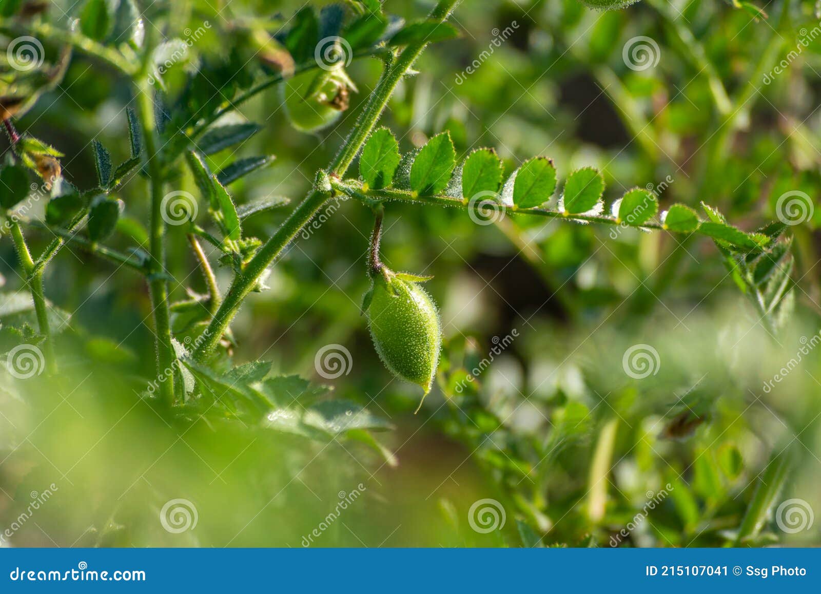 Green Pods of Chickpeas Grow on a Plant. Stock Image - Image of closeup ...