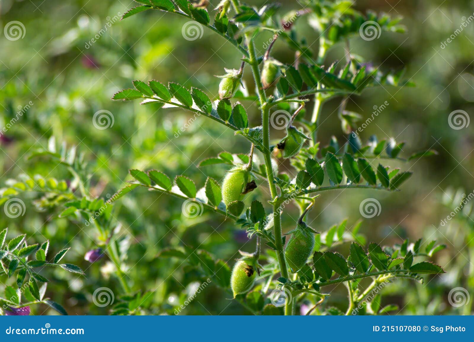 Green Pods of Chickpeas Grow on a Plant. Stock Photo - Image of diet ...