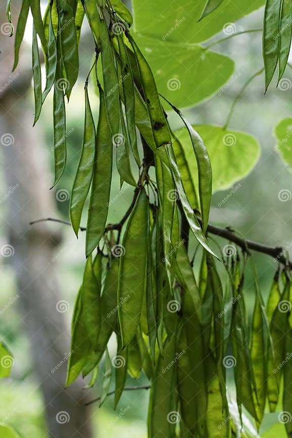 Green Pods Hanging from a Tree Stock Photo - Image of background ...